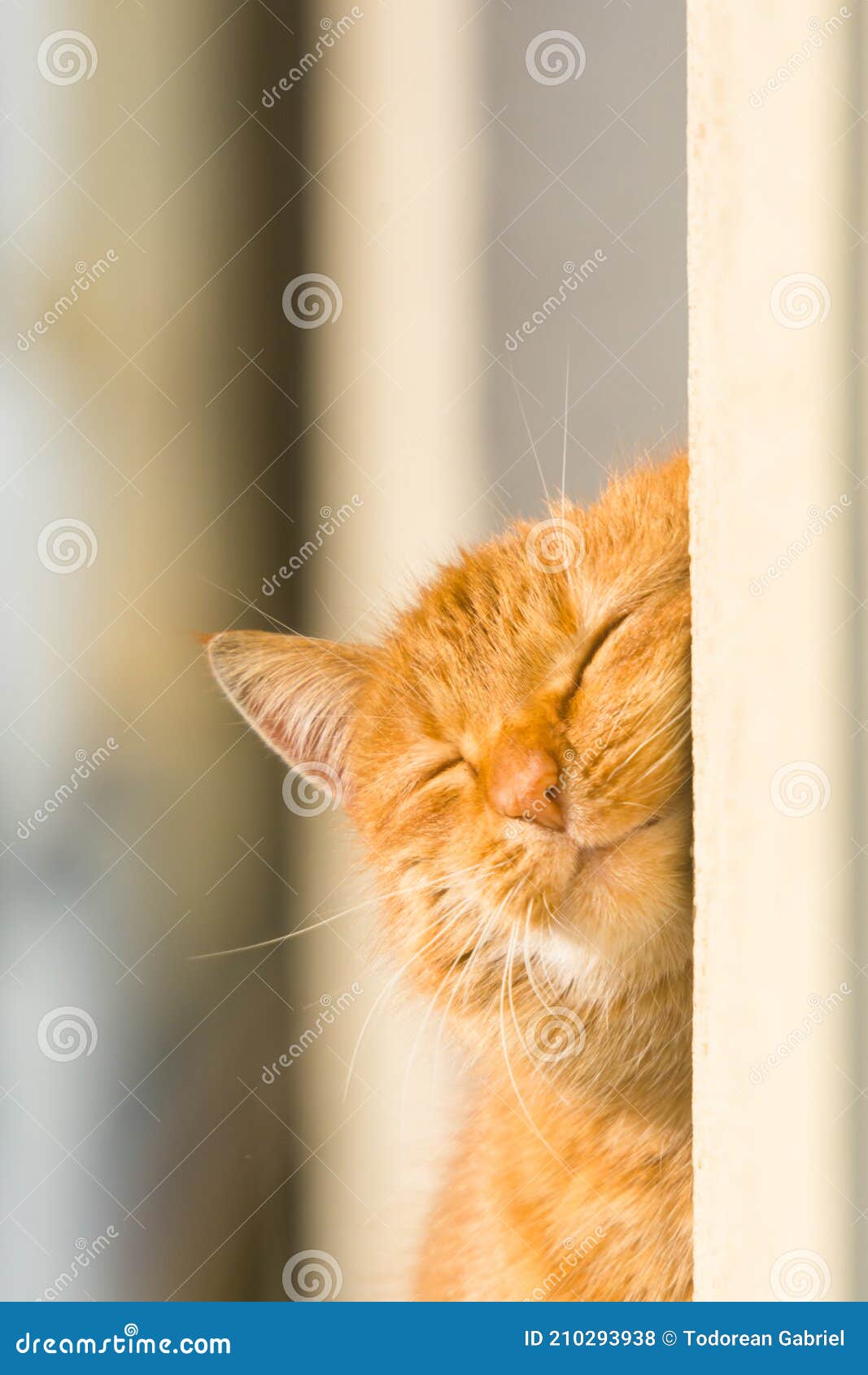 Ginger Cat Enjoying the Sunshine Stock Photo - Image of animal, lazy ...