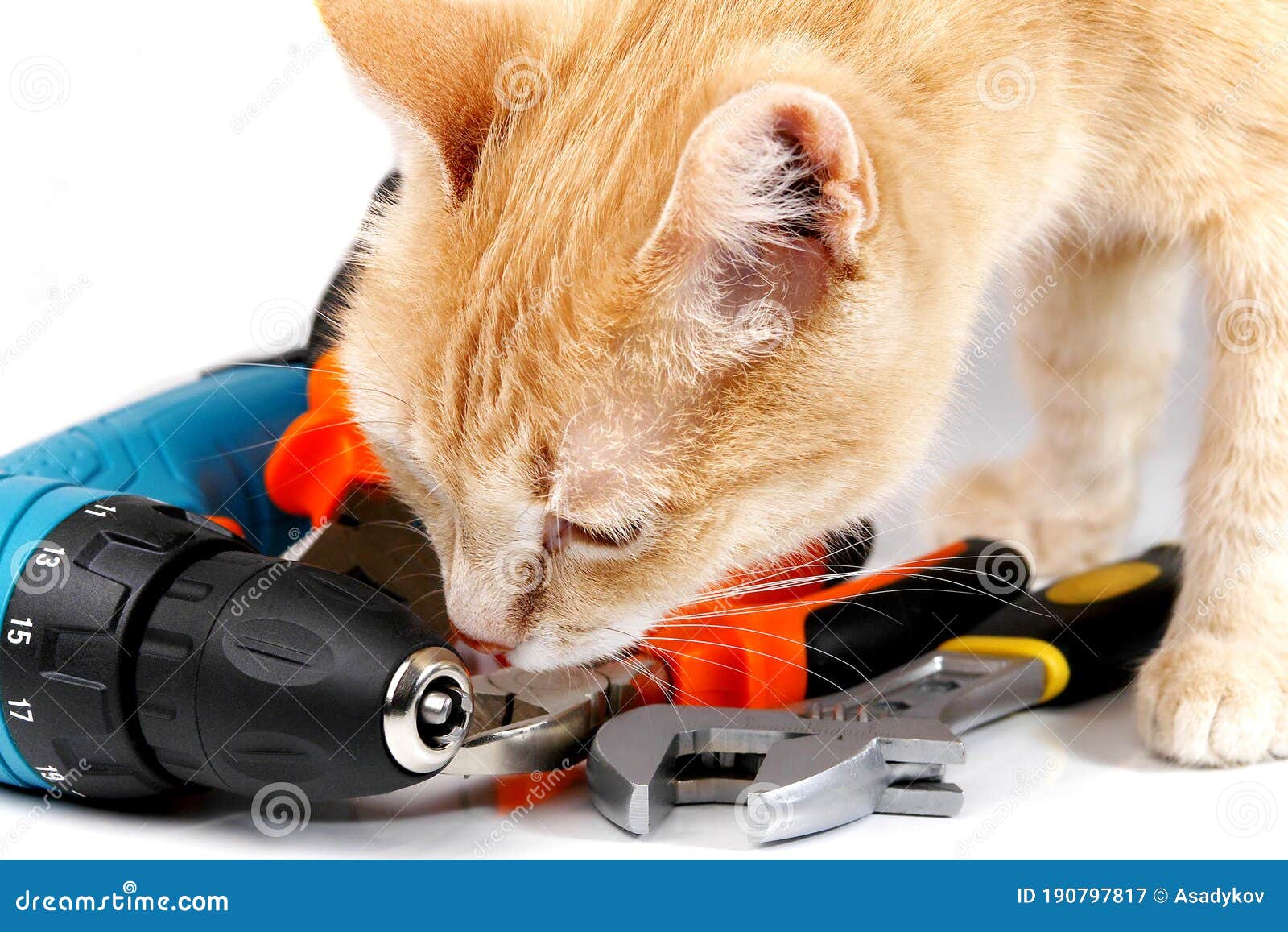 Ginger cat examining tools stock image. Image of header - 190797817
