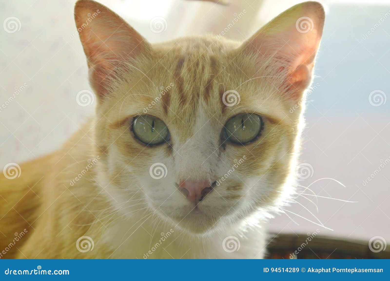 Ginger Cat Face Portrait in Home Stock Image - Image of home, animal ...