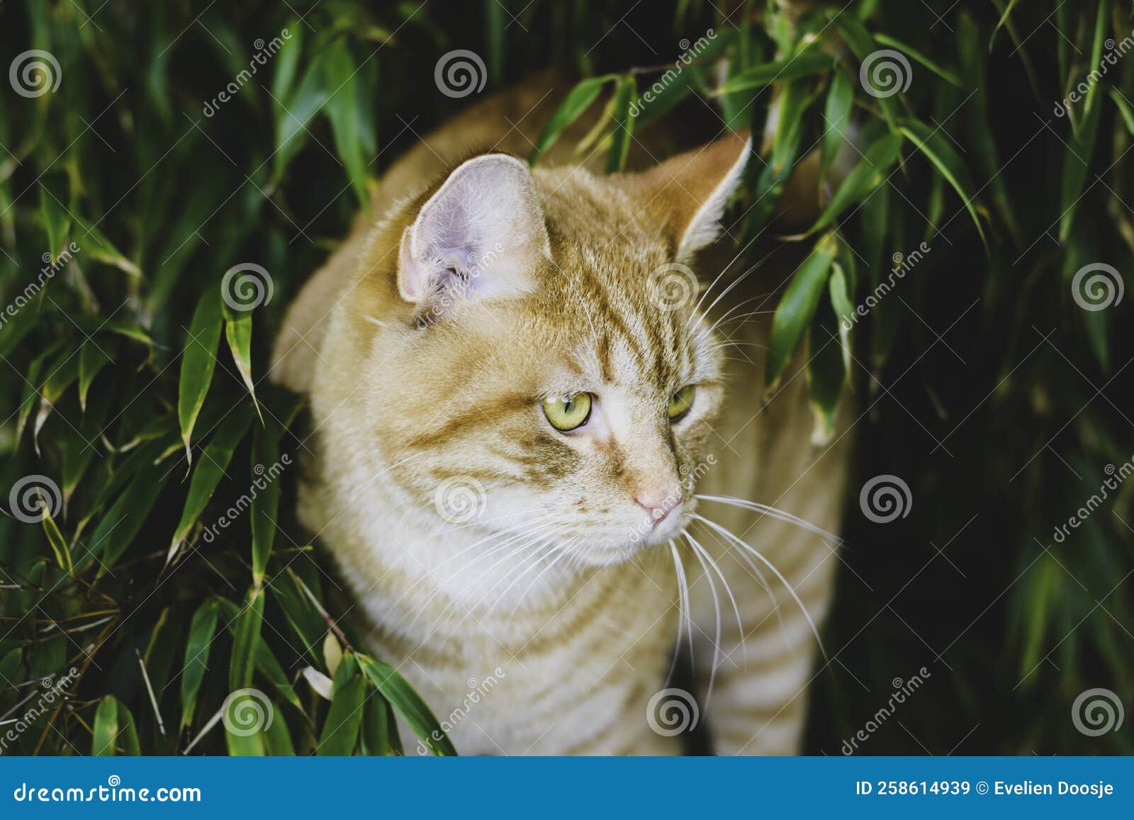 Ginger cat between foliage stock image. Image of bushes - 258614939