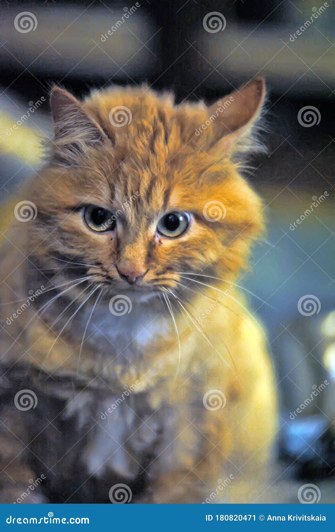 Ginger Cat with Funny Expression on Face Stock Image - Image of feline ...