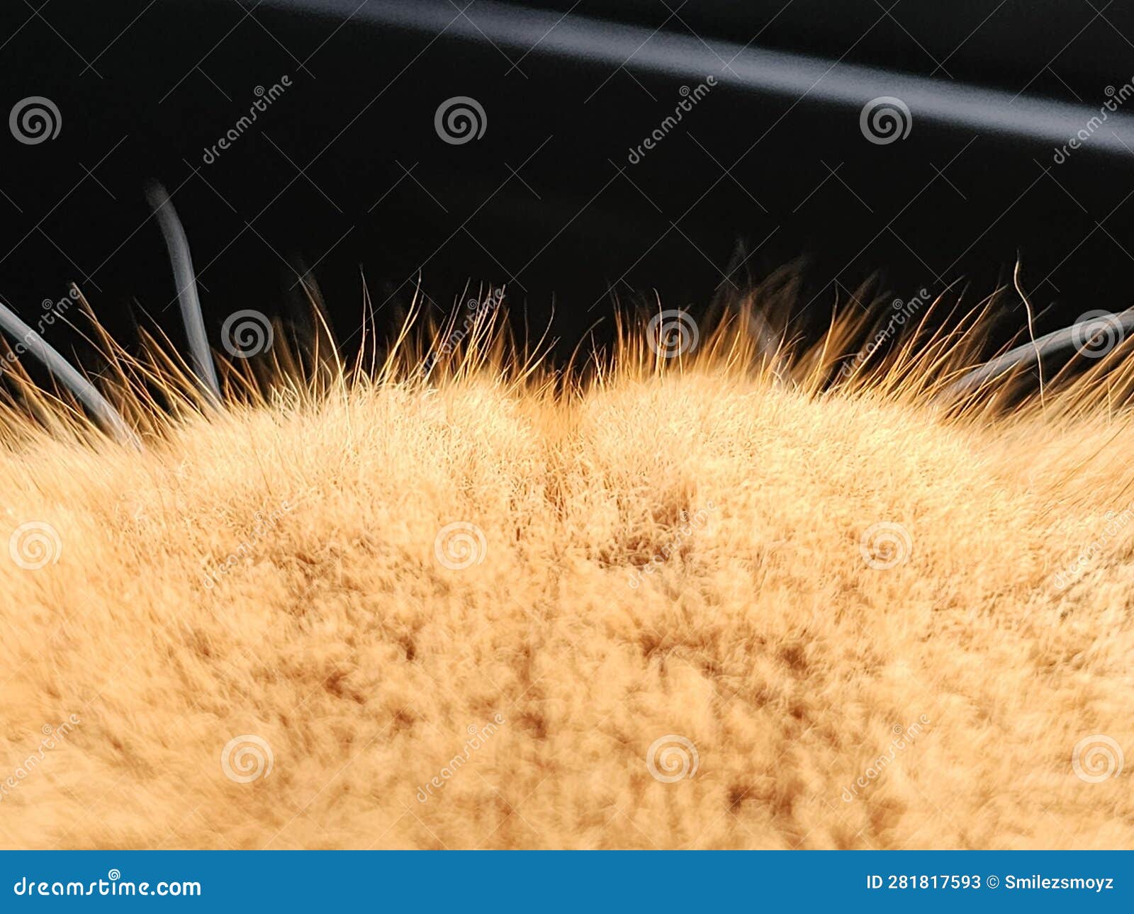 Ginger Cat Fur Texture Background Stock Image - Image of sunlight ...