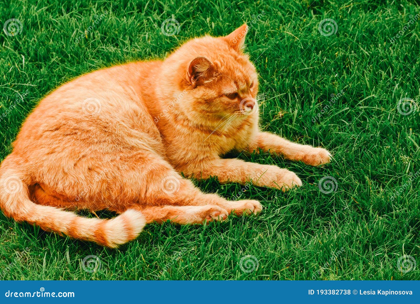 Ginger Cat in the Garden. Ginger Cat on the Grass Stock Photo - Image ...