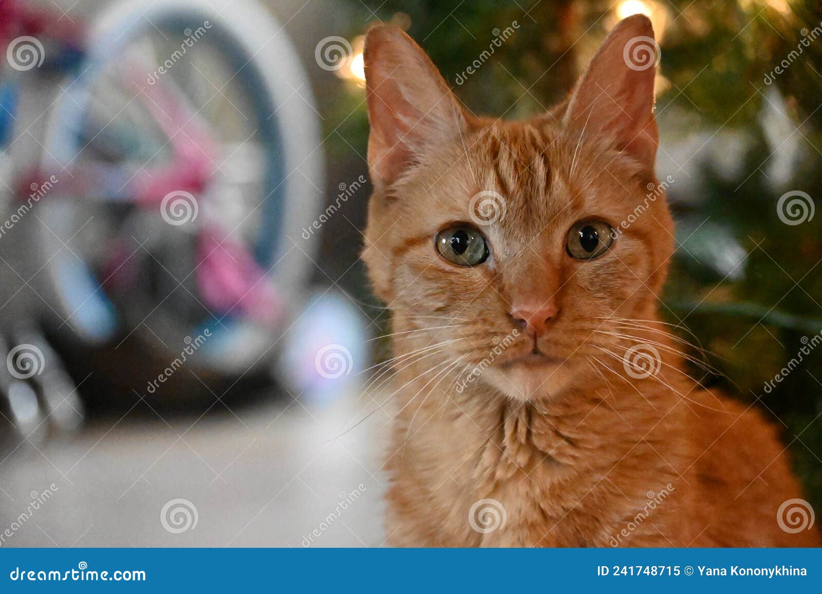 Ginger cat stock image. Image of nose, whiskers, wildcat - 241748715