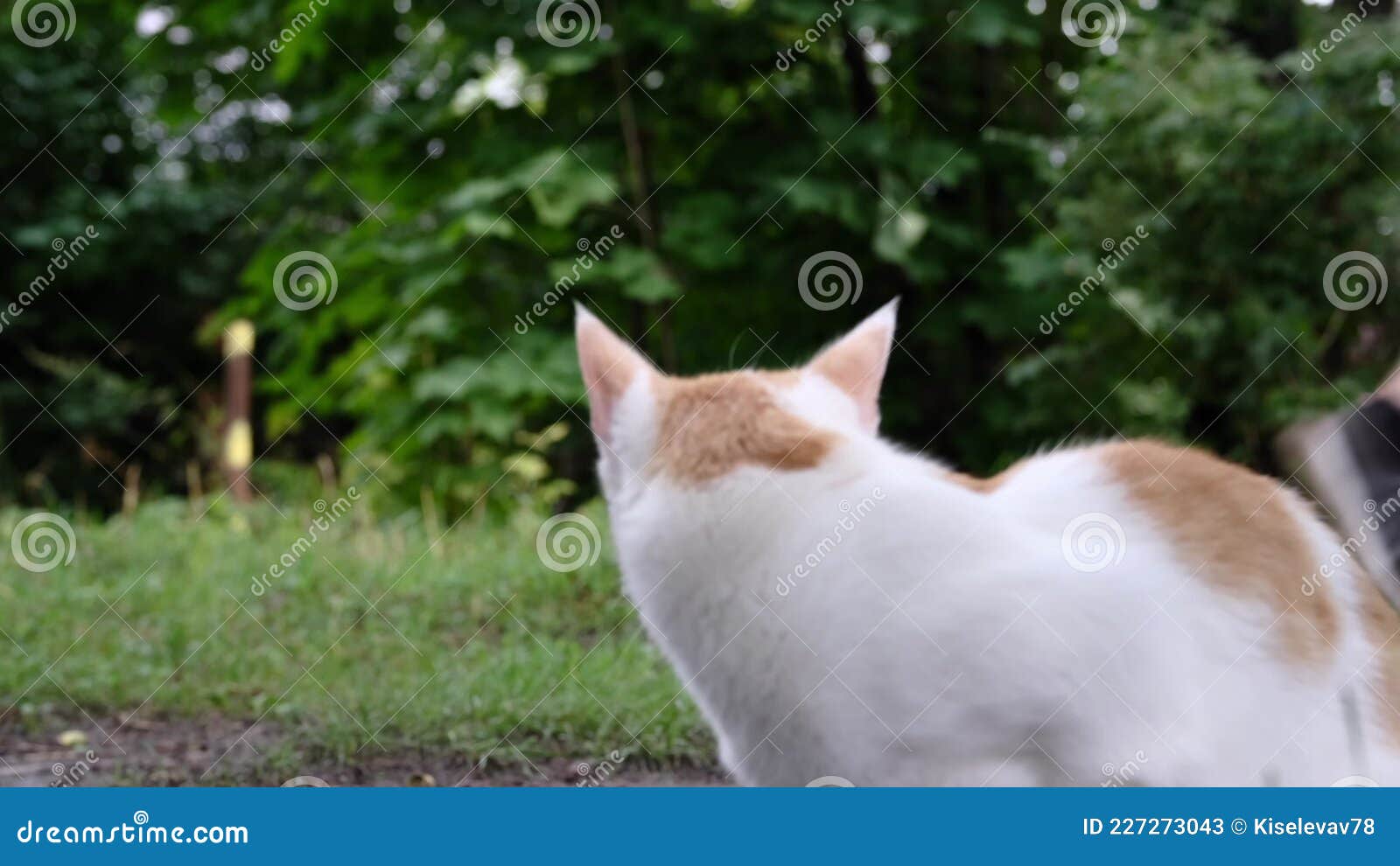 The Ginger Cat Got Scared of the Running Man and Looks Around. Close-up ...