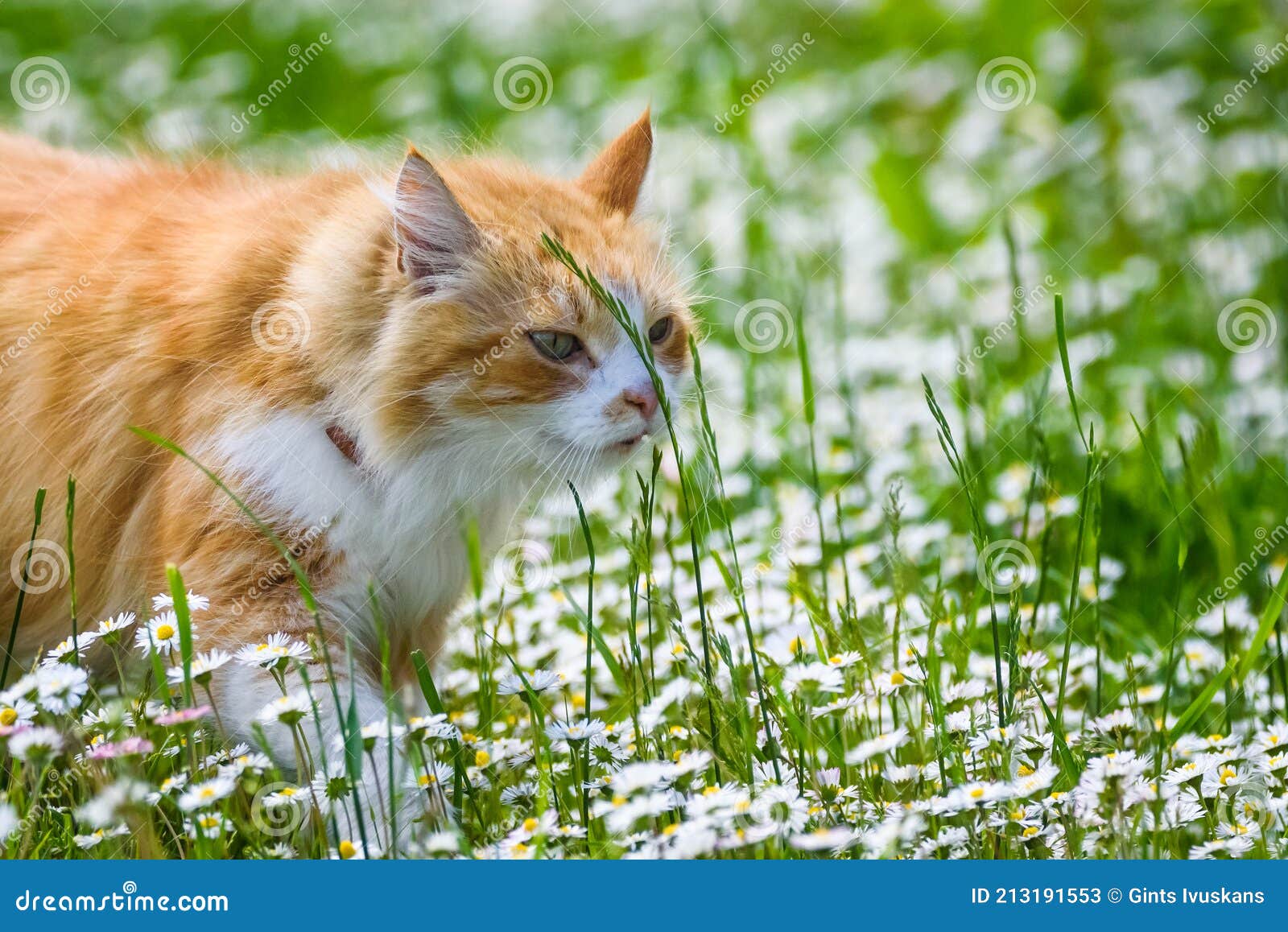 Ginger cat on grass stock image. Image of focus, grass - 213191553