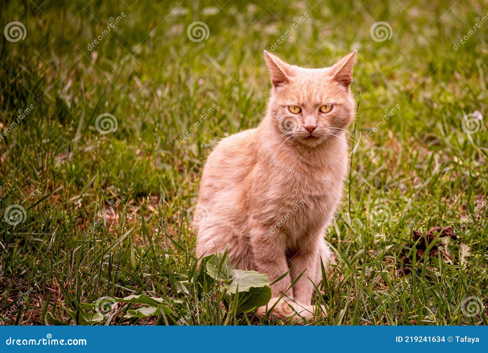 Ginger Cat in Grass stock photo. Image of felis, carnivore - 219241634