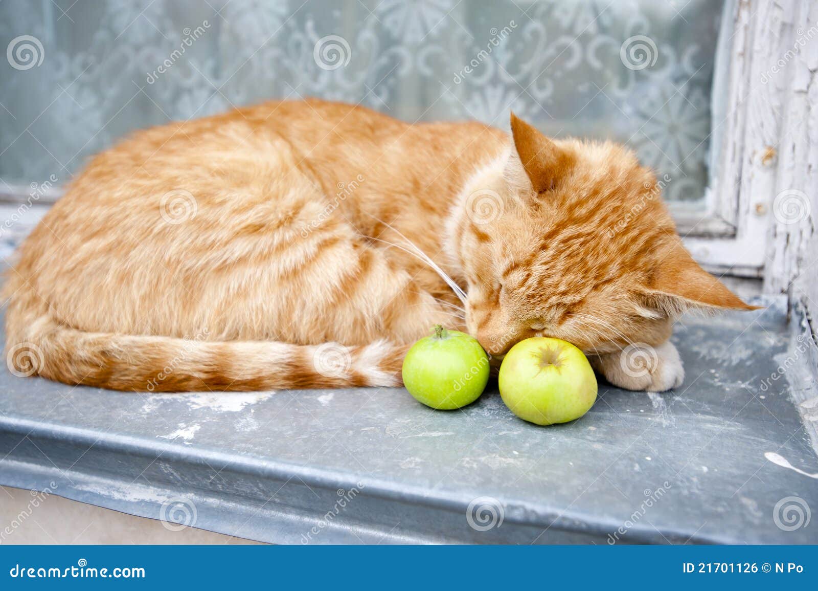 Ginger Cat with Green Apples Stock Photo - Image of frame, apple: 21701126