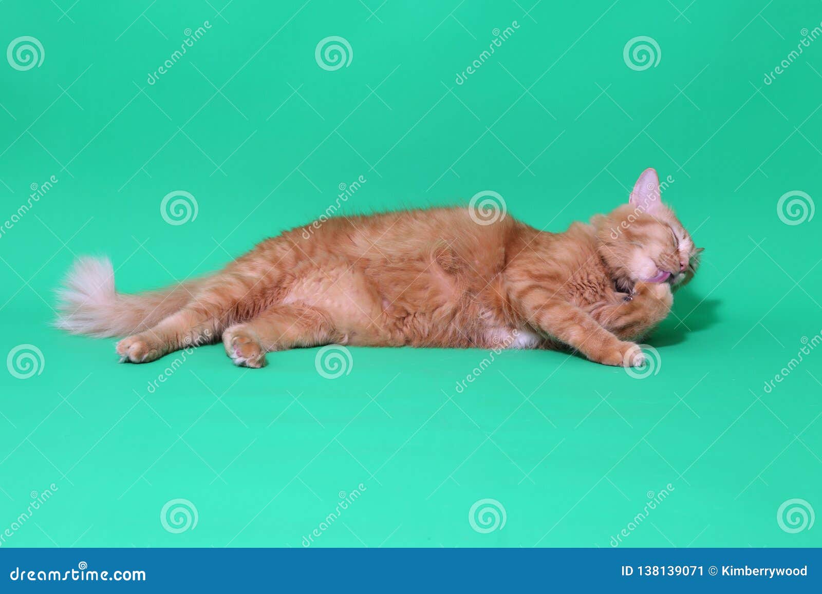 Ginger Cat stock image. Image of enjoy, studio, domestic - 138139071