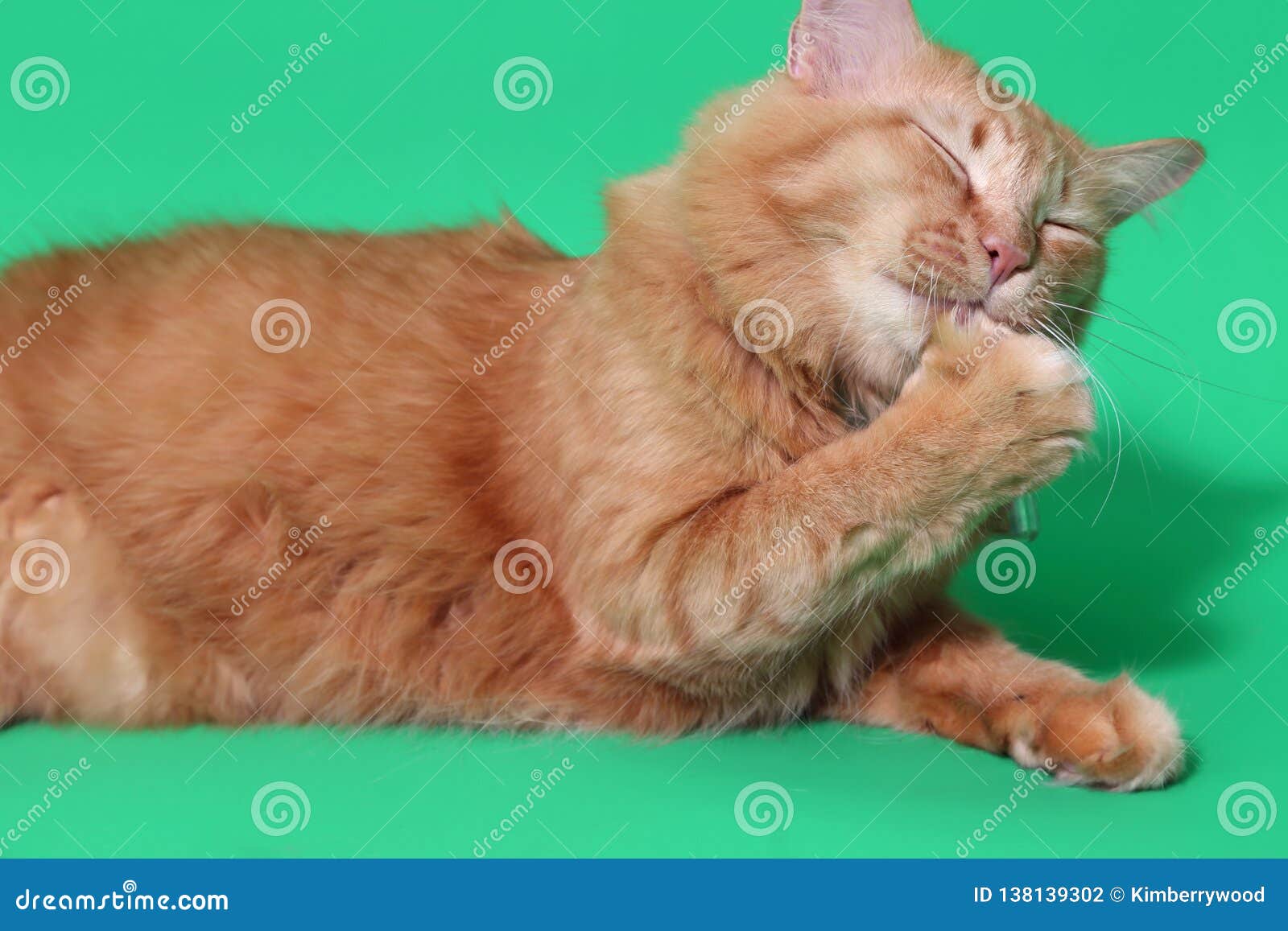 Ginger Cat stock photo. Image of playful, mixed, animal - 138139302