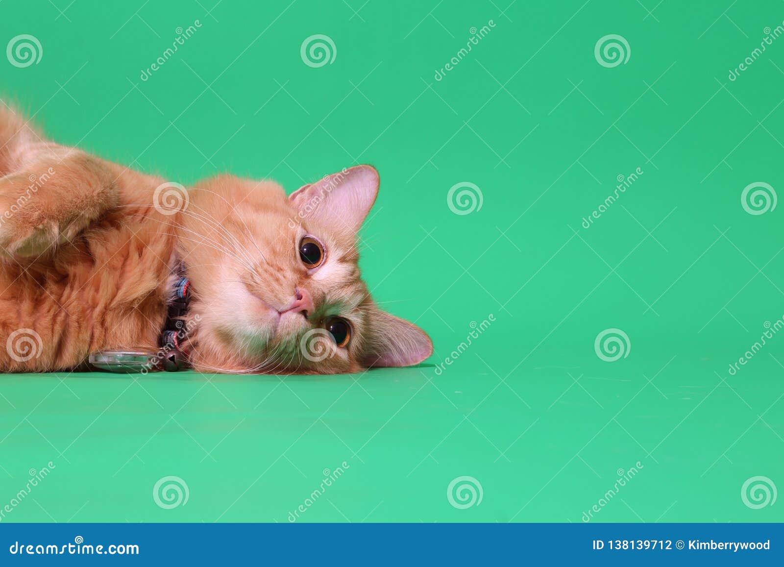 Ginger Cat stock photo. Image of kitten, fluffy, tabby - 138139712