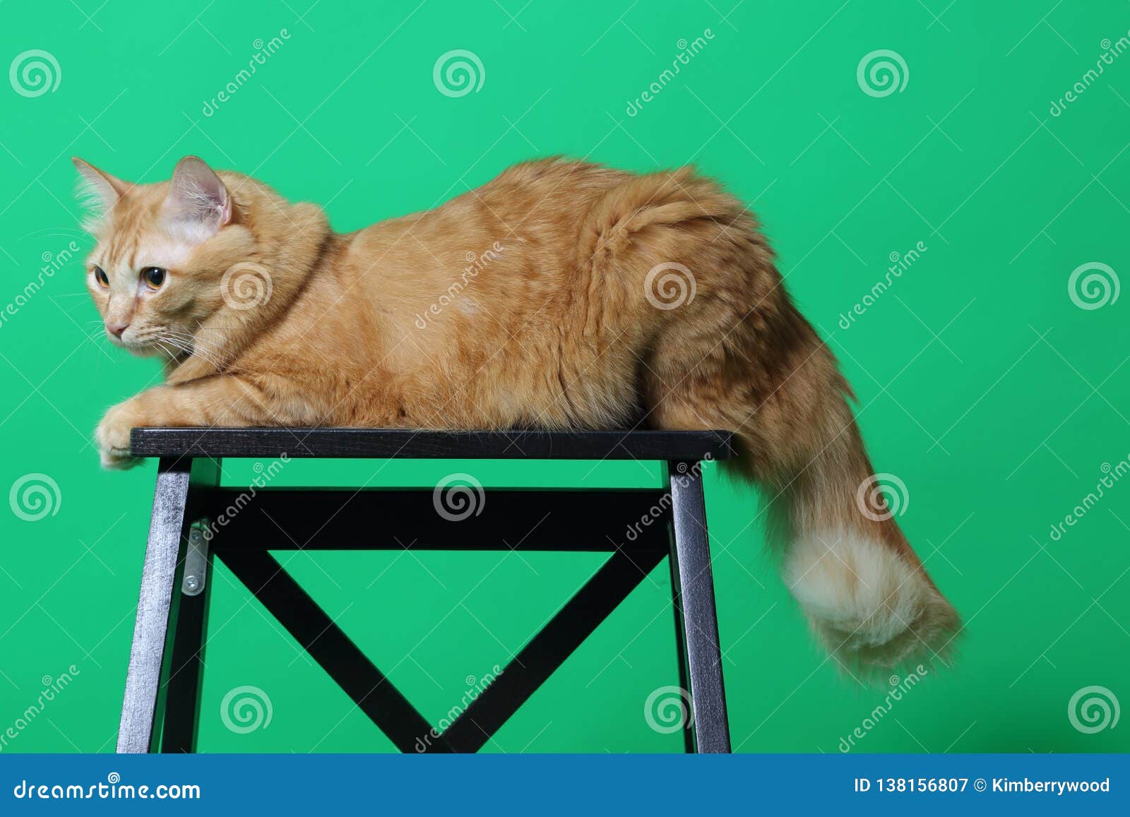 Ginger Cat stock image. Image of maine, screen, shot - 138156807