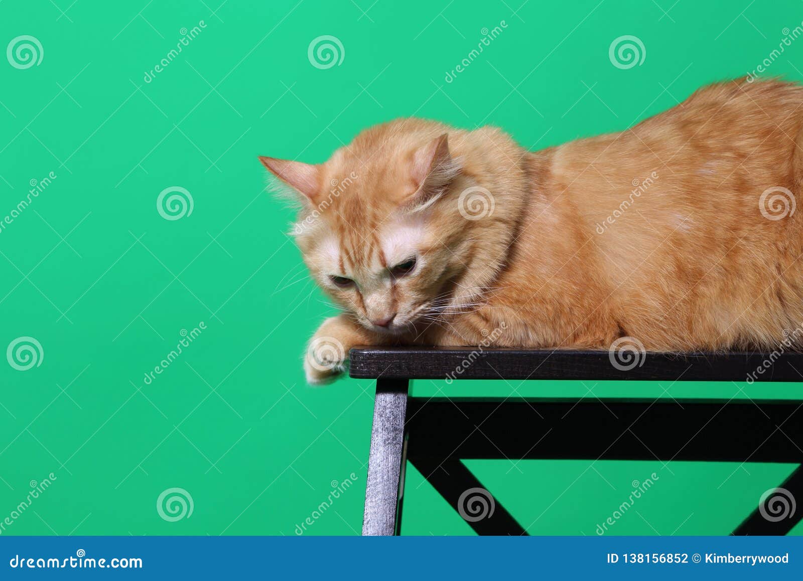 Ginger Cat stock photo. Image of eyes, sweet, whisker - 138156852