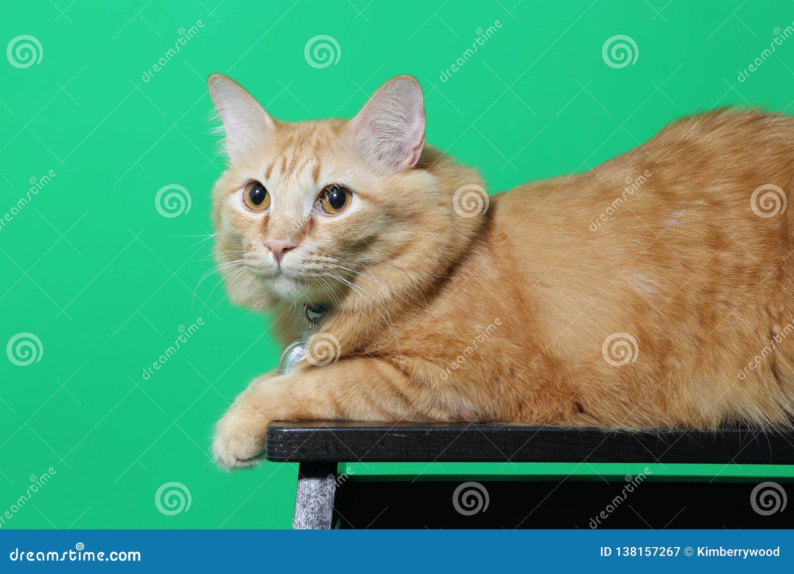 Ginger Cat stock image. Image of pussycat, kitten, animal - 138157267