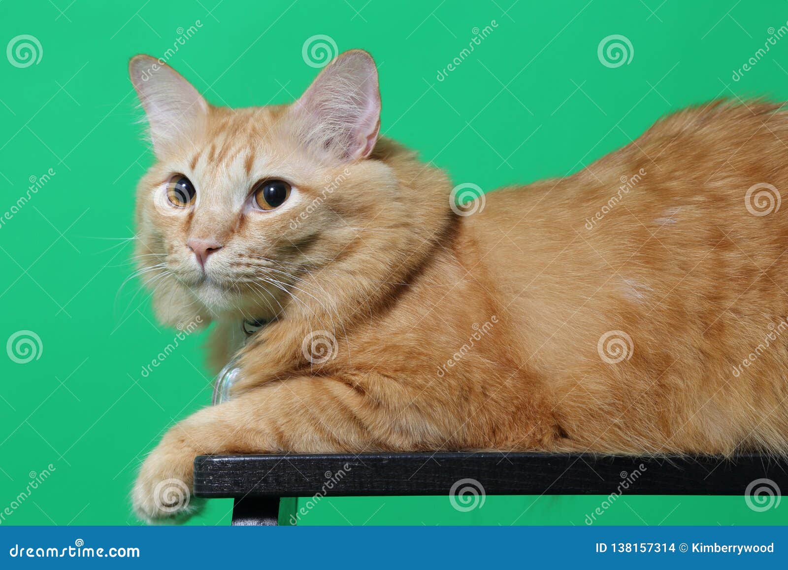 Ginger Cat stock photo. Image of tabby, whisker, shot - 138157314