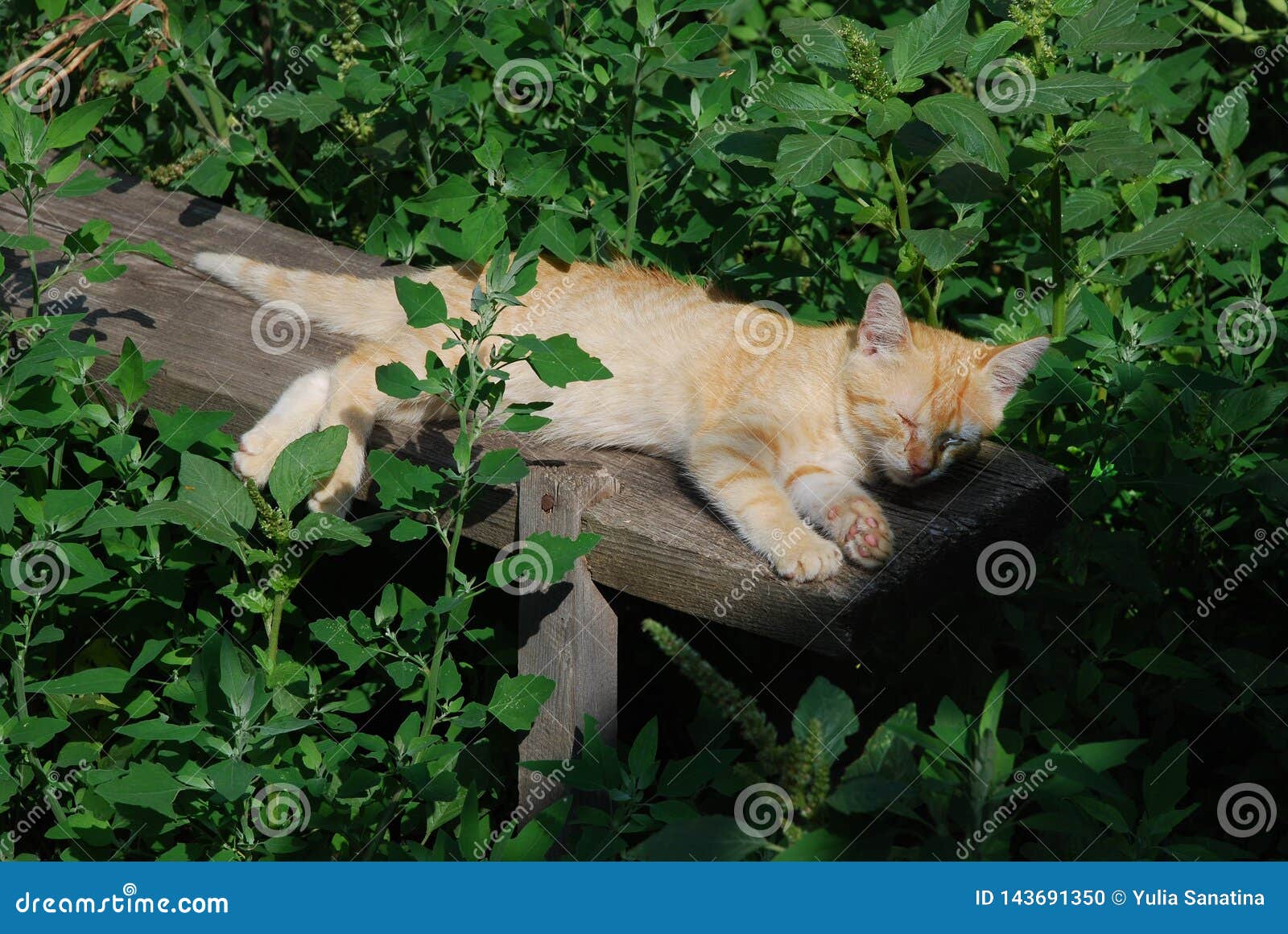 Ginger Cat Has a Sun Bath on the Old Bench Surrounded with Grass and ...