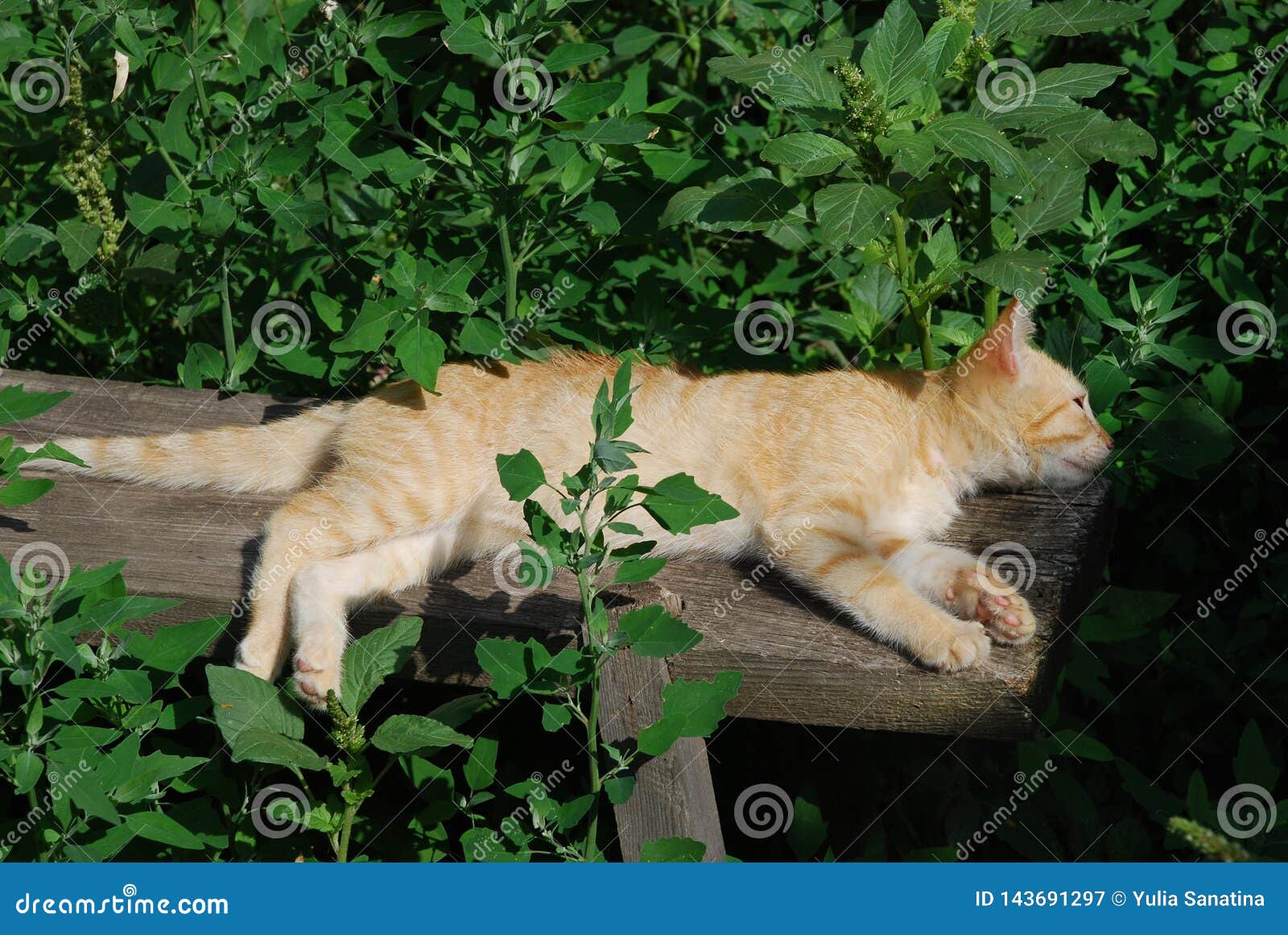 Ginger Cat Has a Sun Bath on the Old Bench Surrounded with Grass and ...
