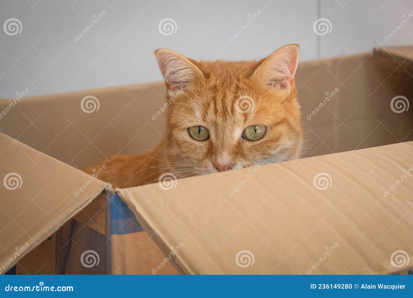 Ginger Cat that is in a Box Stock Photo - Image of cheek, ginger: 236149280