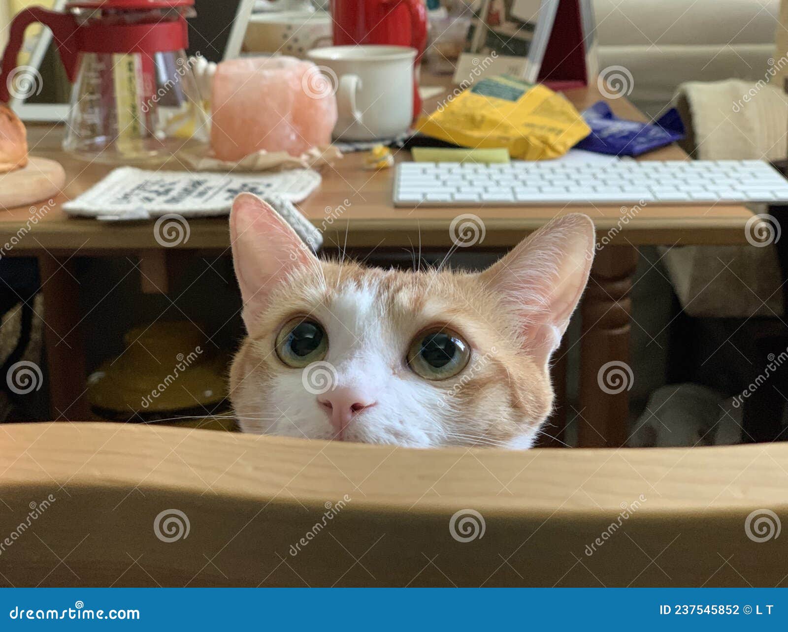 Ginger cat hide her head stock photo. Image of pets - 237545852