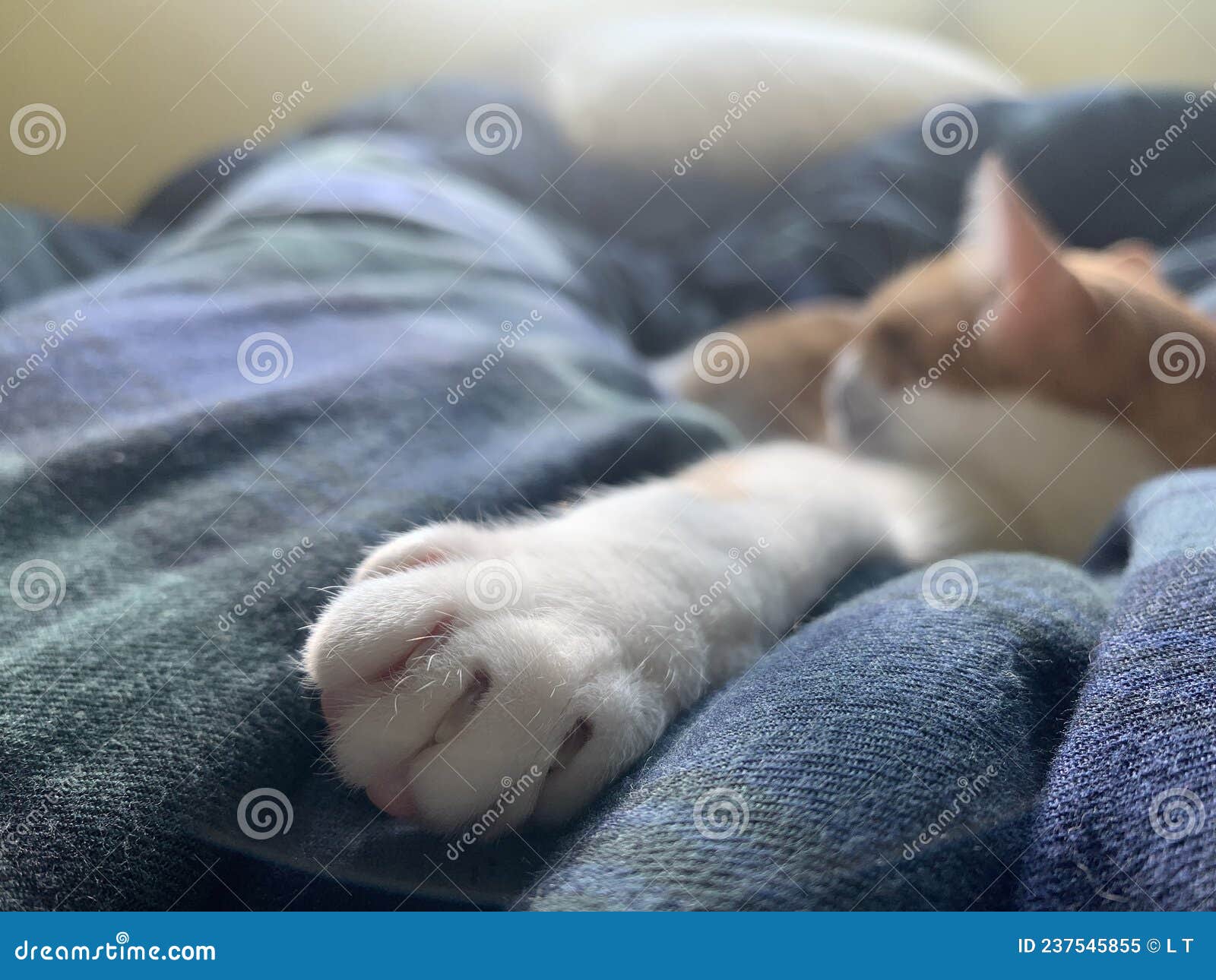 Ginger Cat Hide Her Head and Sleep Stock Image - Image of domestic ...