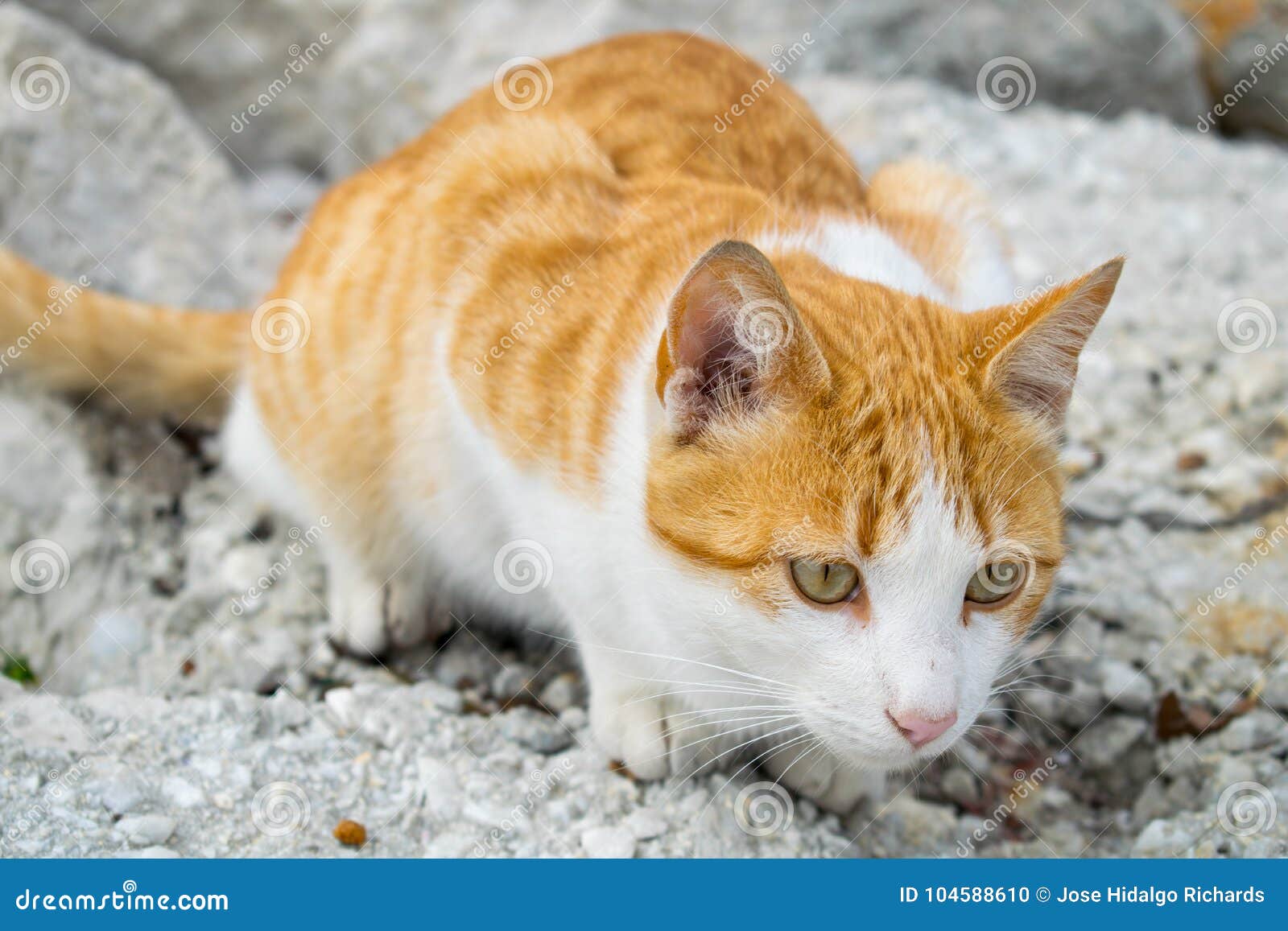A ginger cat on the hunt stock photo. Image of blackandwhite - 104588610