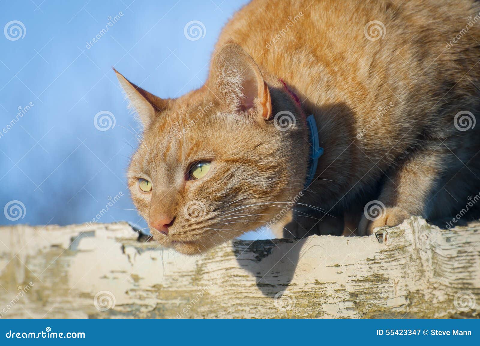 Ginger cat hunting stock image. Image of animal, animals - 55423347