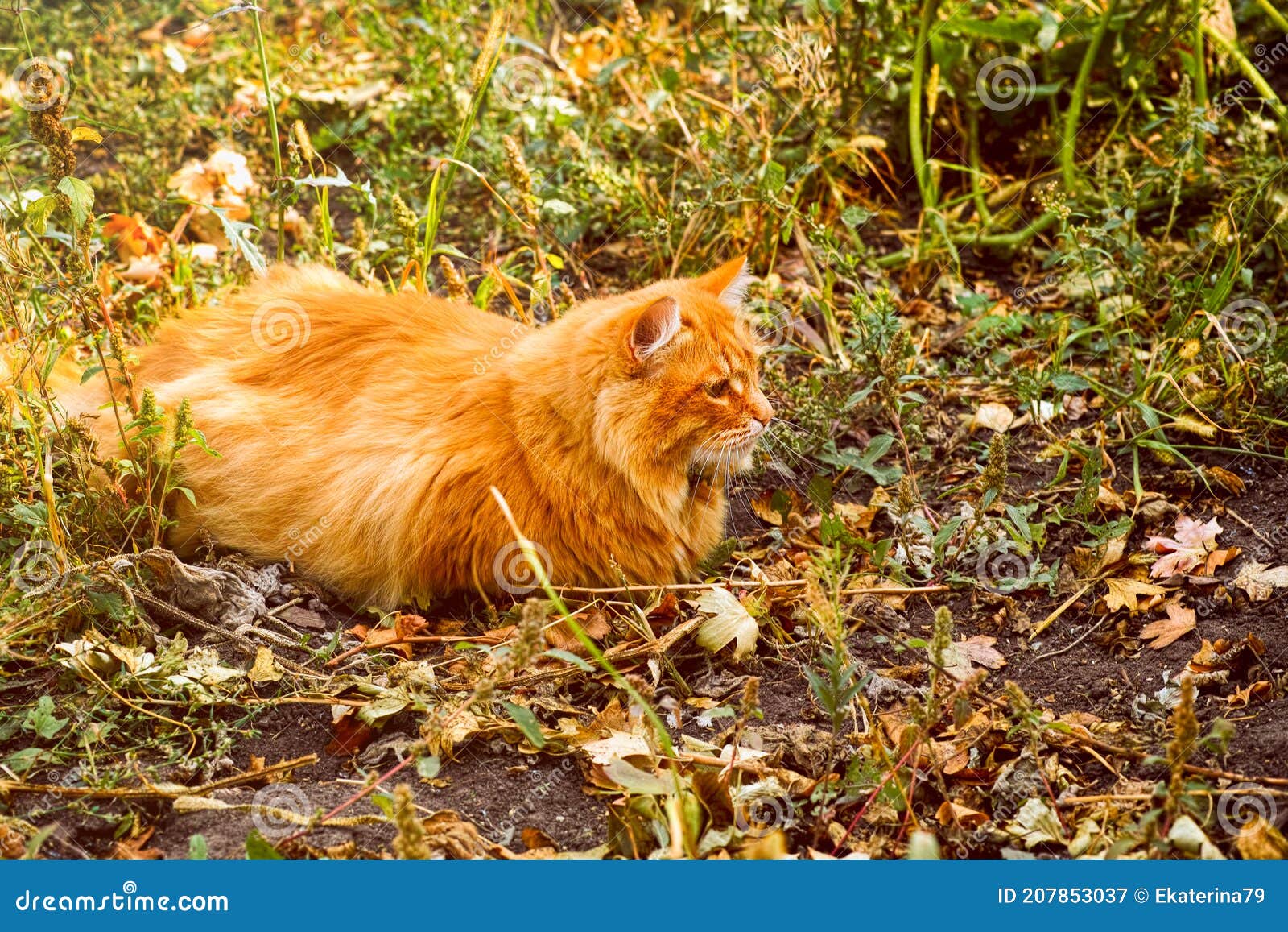 Ginger Cat Hunting Outdoors. Autumn Time Stock Image - Image of ground ...