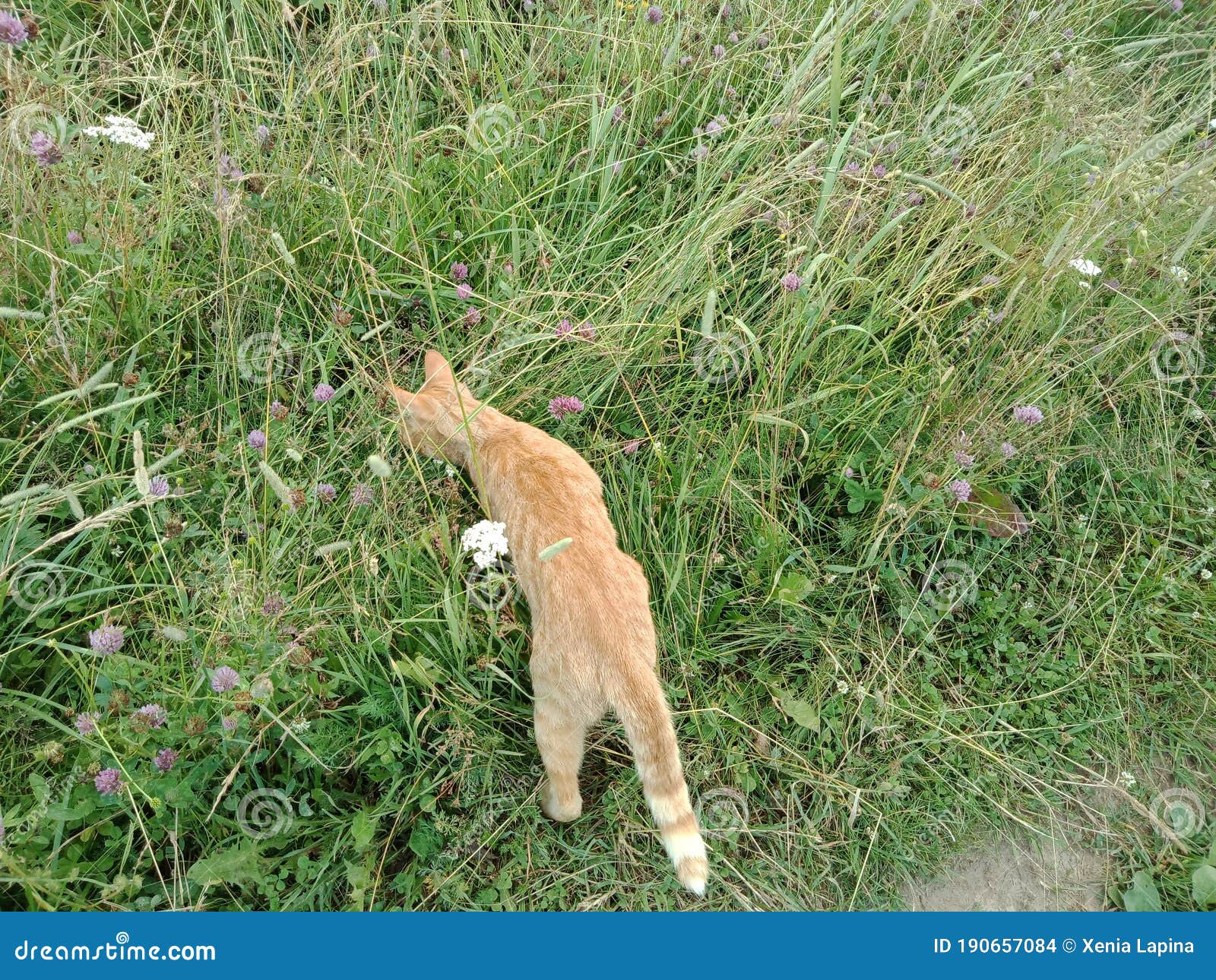 Ginger cat hunter stock photo. Image of hunter, whiskers - 190657084