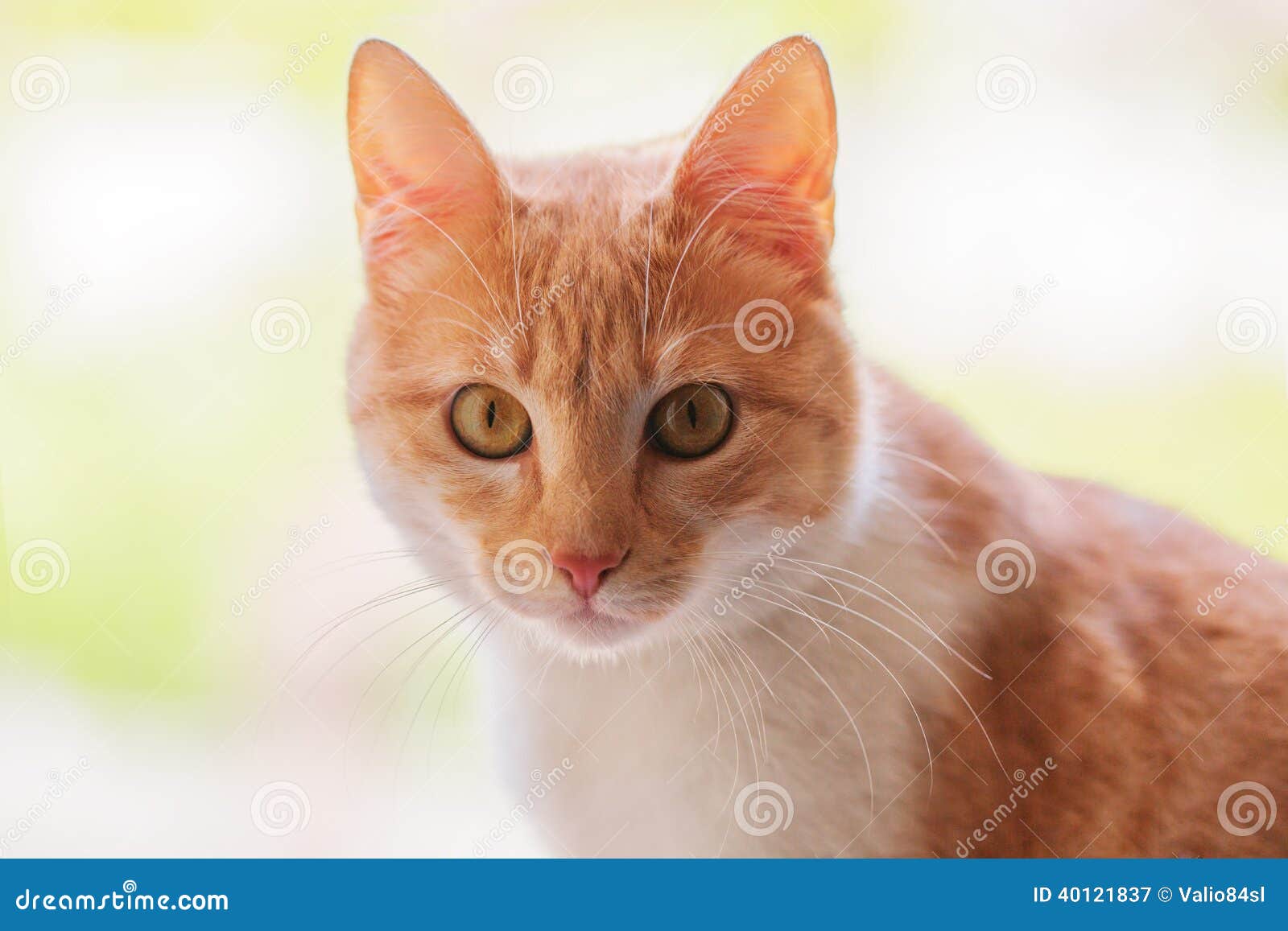 Ginger Cat Isolated Over Defocused Background. Animal Portrait. Stock ...