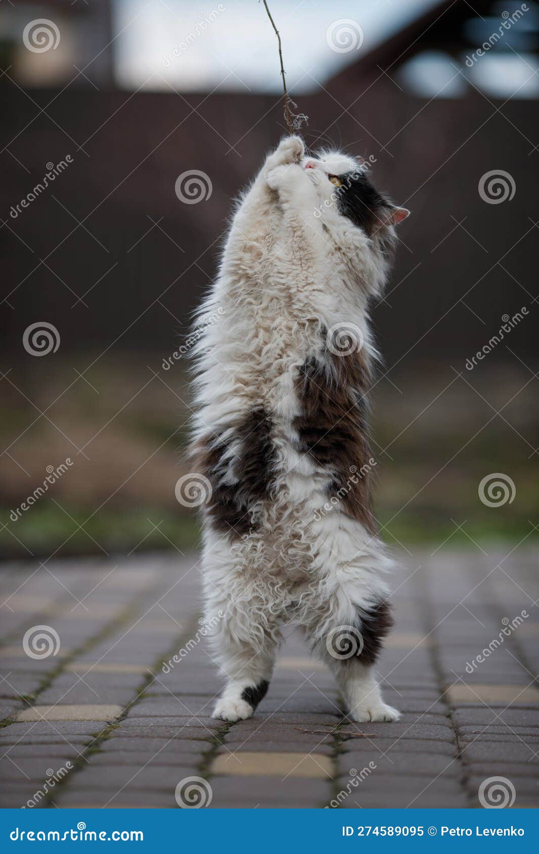 Ginger Cat in Jumping on Green Grass or Dancing Cat Stock Image - Image ...