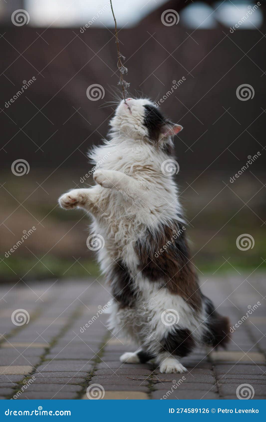 Ginger Cat in Jumping on Green Grass or Dancing Cat Stock Photo - Image ...