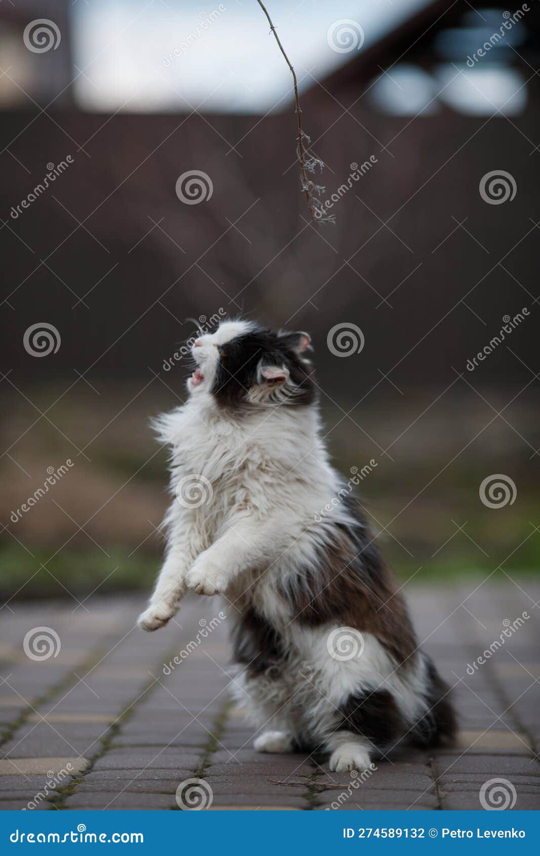 Ginger Cat in Jumping on Green Grass or Dancing Cat Stock Photo - Image ...