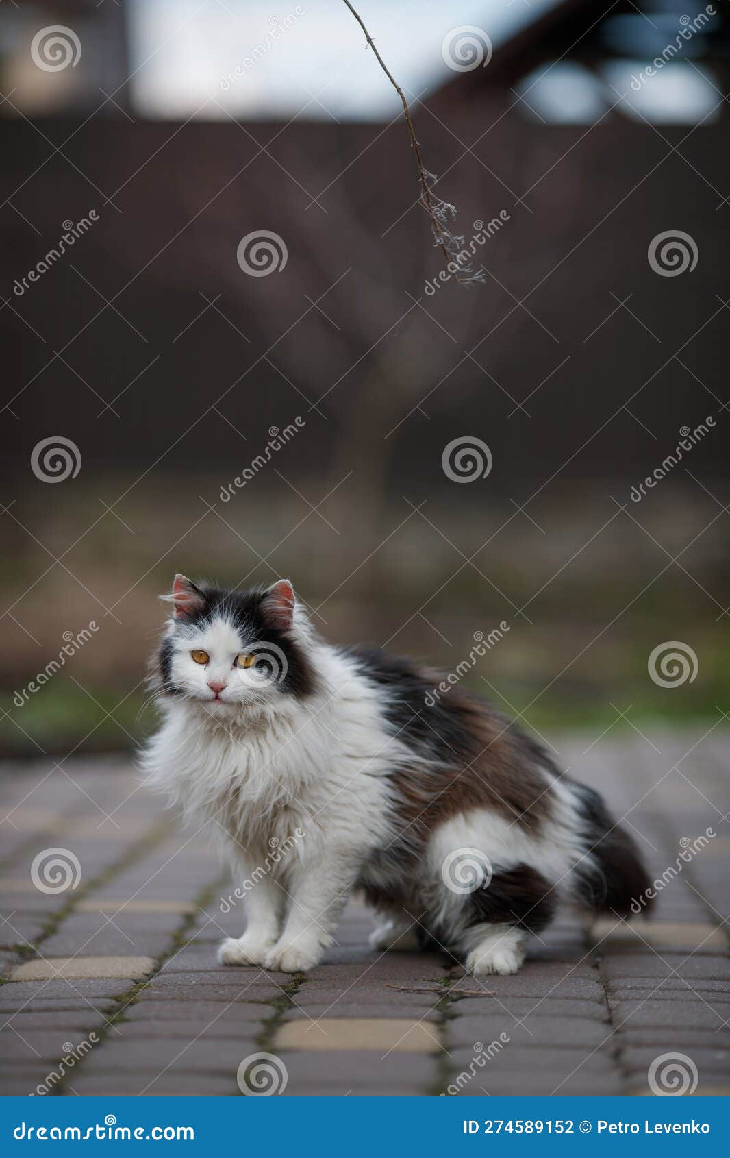 Ginger Cat in Jumping on Green Grass or Dancing Cat Stock Photo - Image ...