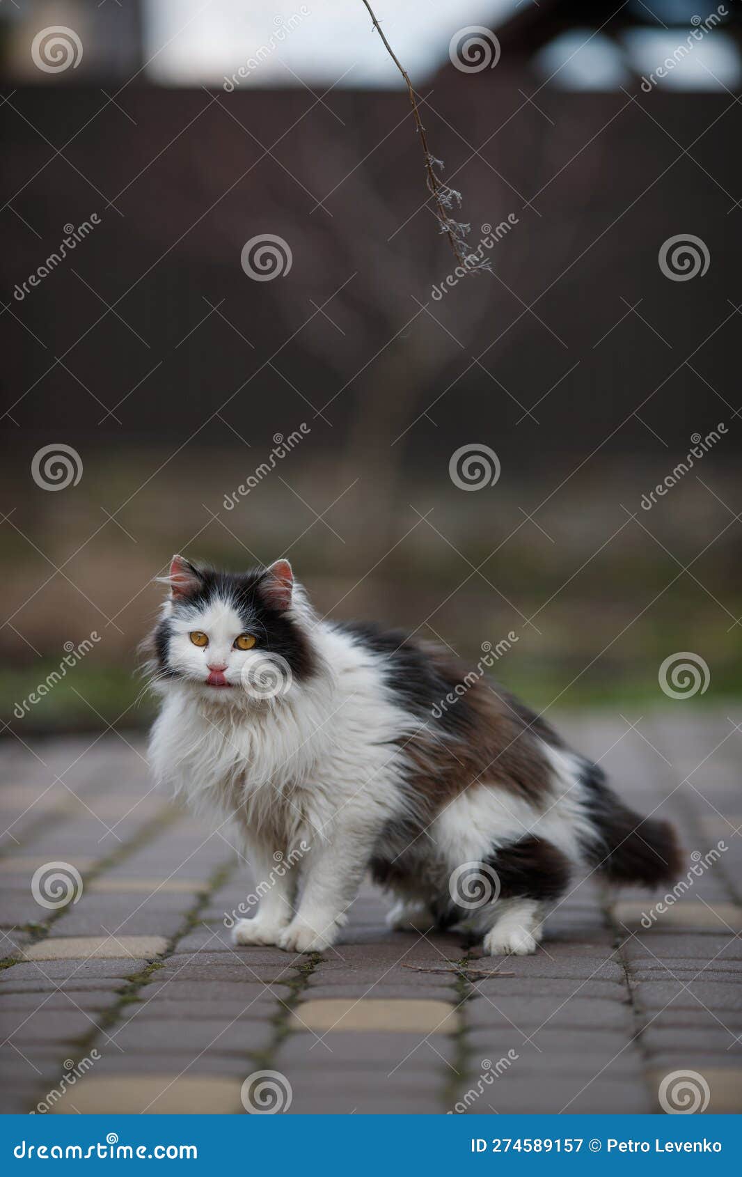 Ginger Cat in Jumping on Green Grass or Dancing Cat Stock Image - Image ...