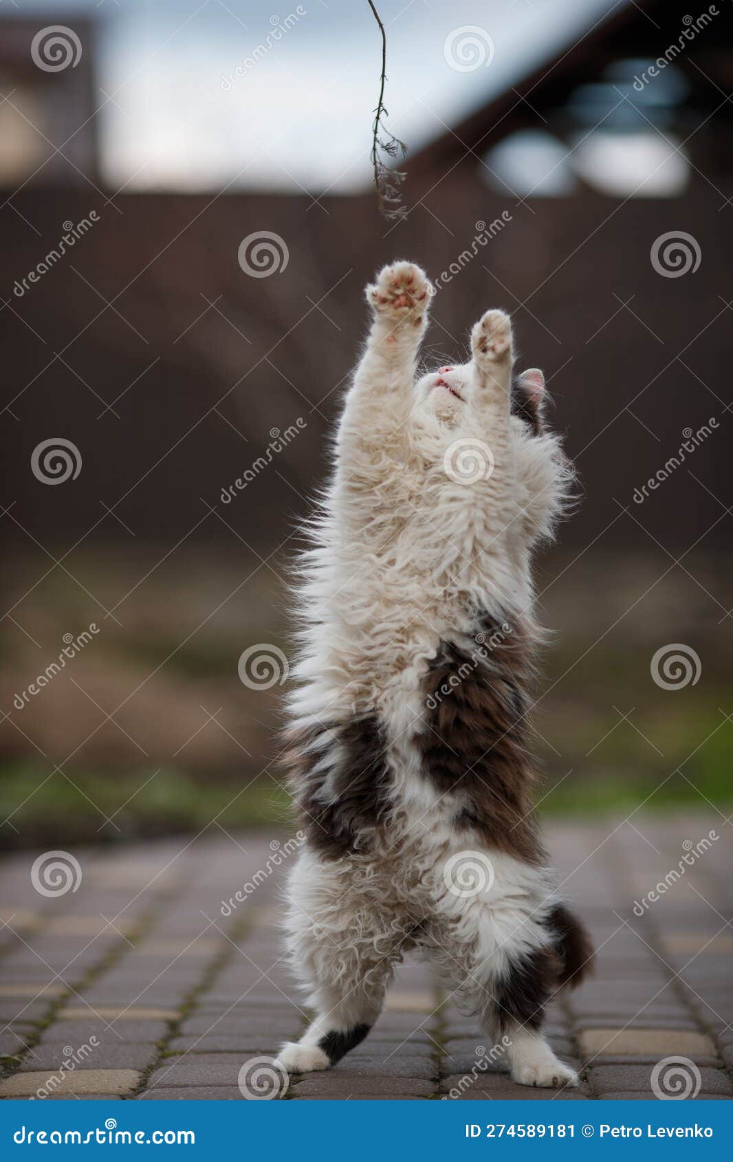 Ginger Cat in Jumping on Green Grass or Dancing Cat Stock Image - Image ...