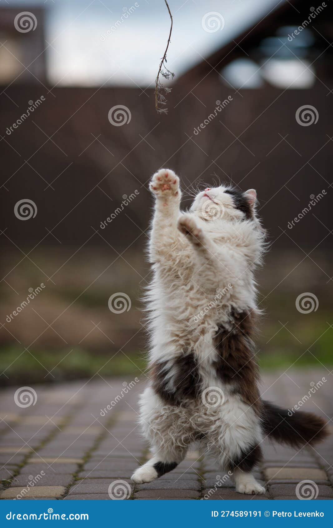 Ginger Cat in Jumping on Green Grass or Dancing Cat Stock Image - Image ...