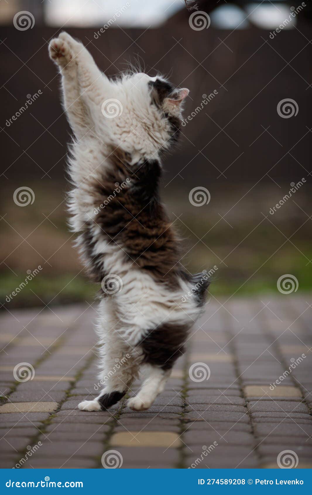 Ginger Cat in Jumping on Green Grass or Dancing Cat Stock Photo - Image ...