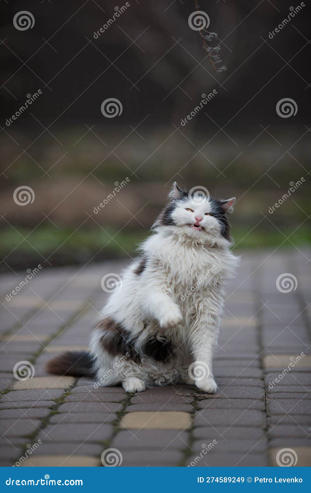 Ginger Cat in Jumping on Green Grass or Dancing Cat Stock Image - Image ...