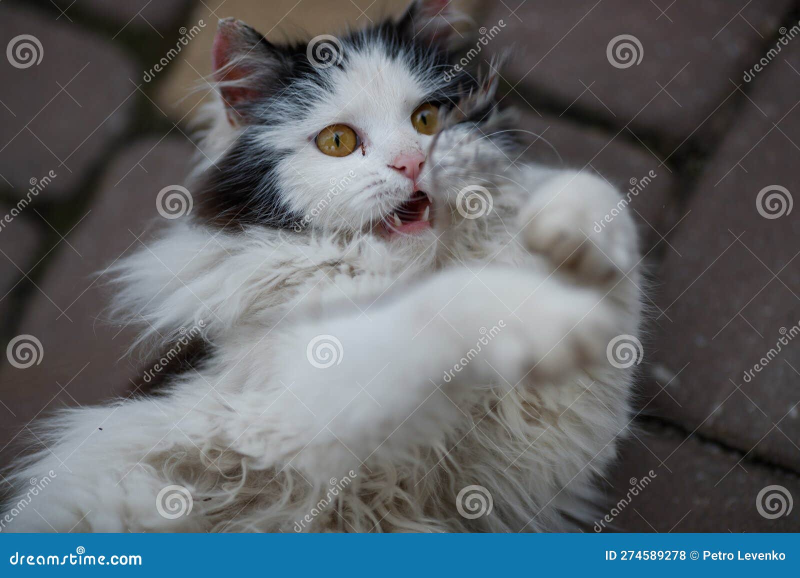 Ginger Cat in Jumping on Green Grass or Dancing Cat Stock Photo - Image ...