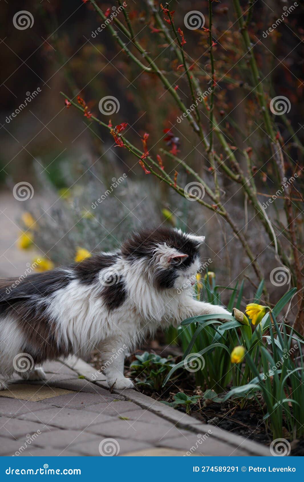 Ginger Cat in Jumping on Green Grass or Dancing Cat Stock Image - Image ...