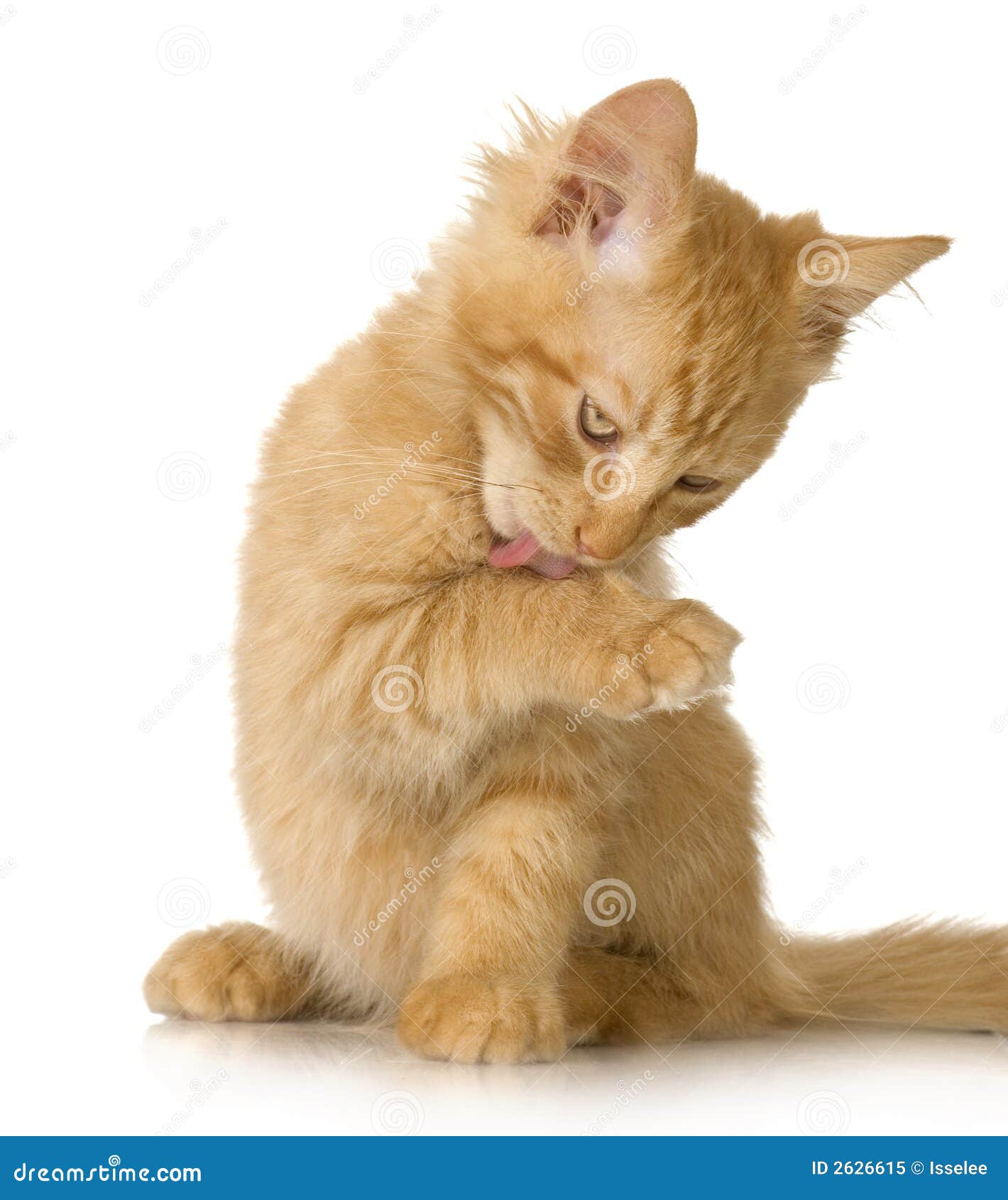 Ginger Cat kitten stock image. Image of coat, animal, haired - 2626615