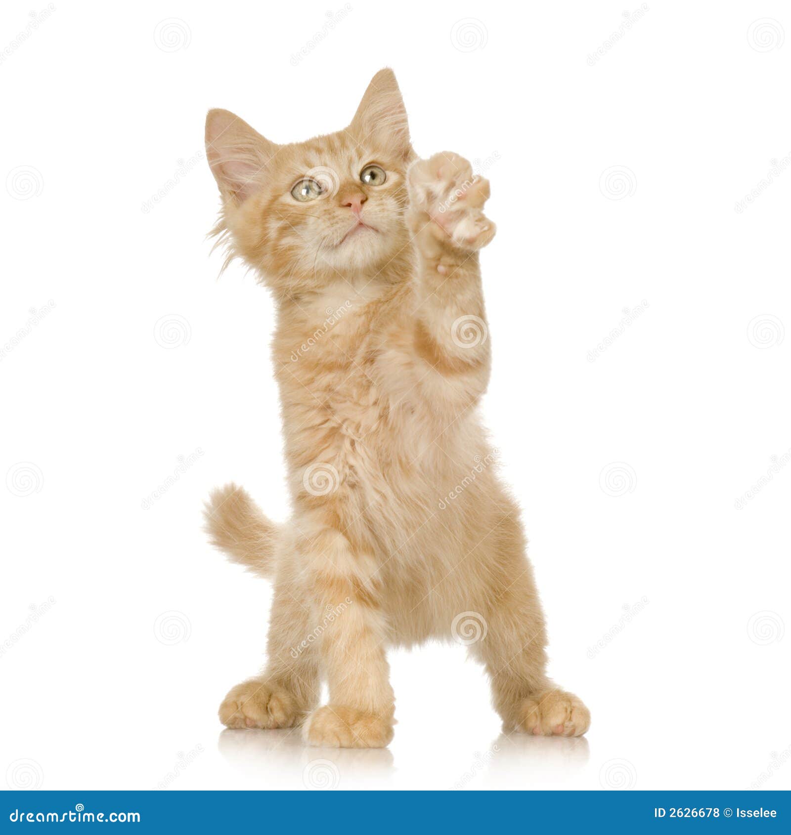 Ginger Cat kitten stock photo. Image of gray, adorable - 2626678