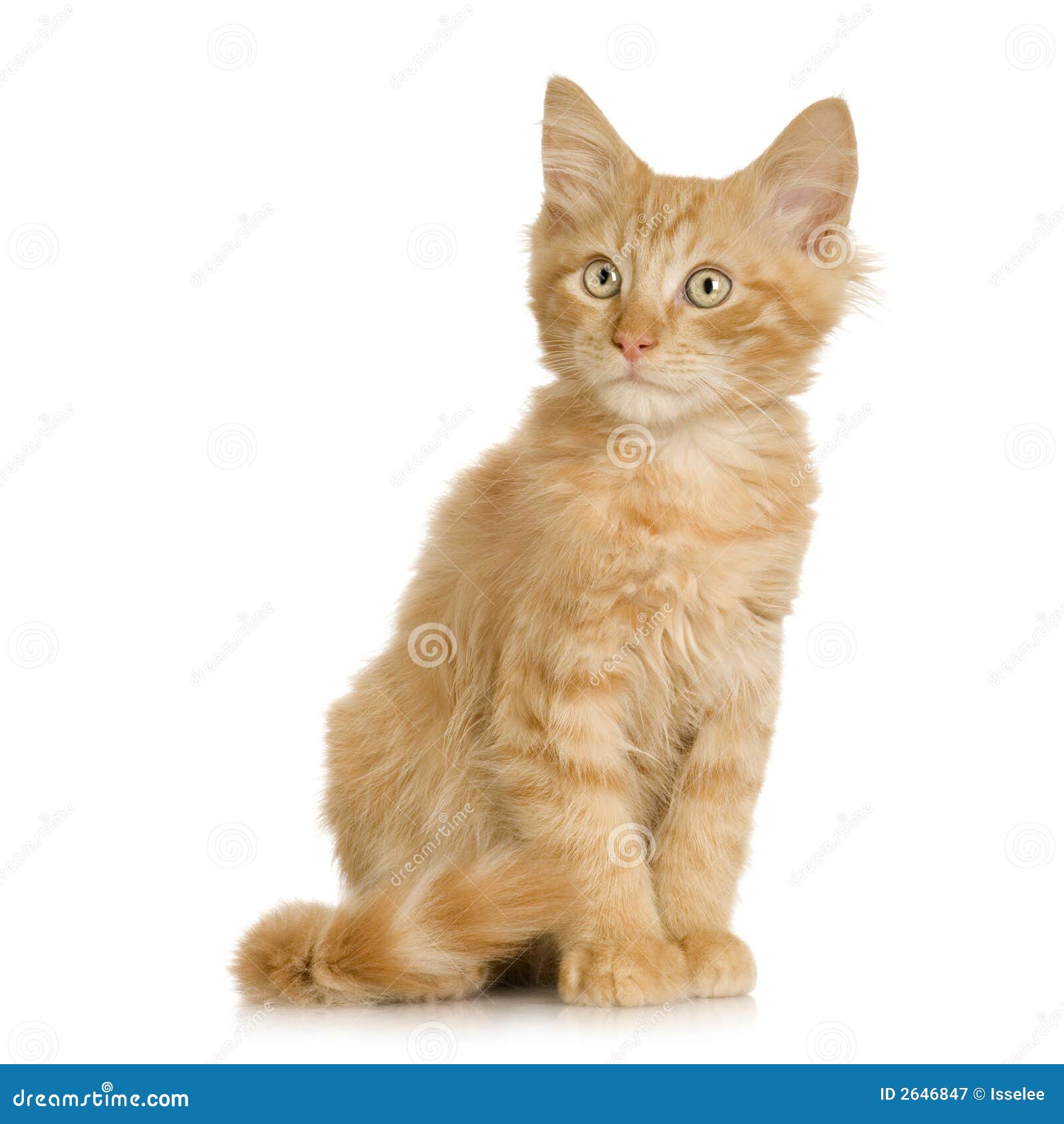 Ginger Cat kitten stock image. Image of feline, calm, kitty - 2646847