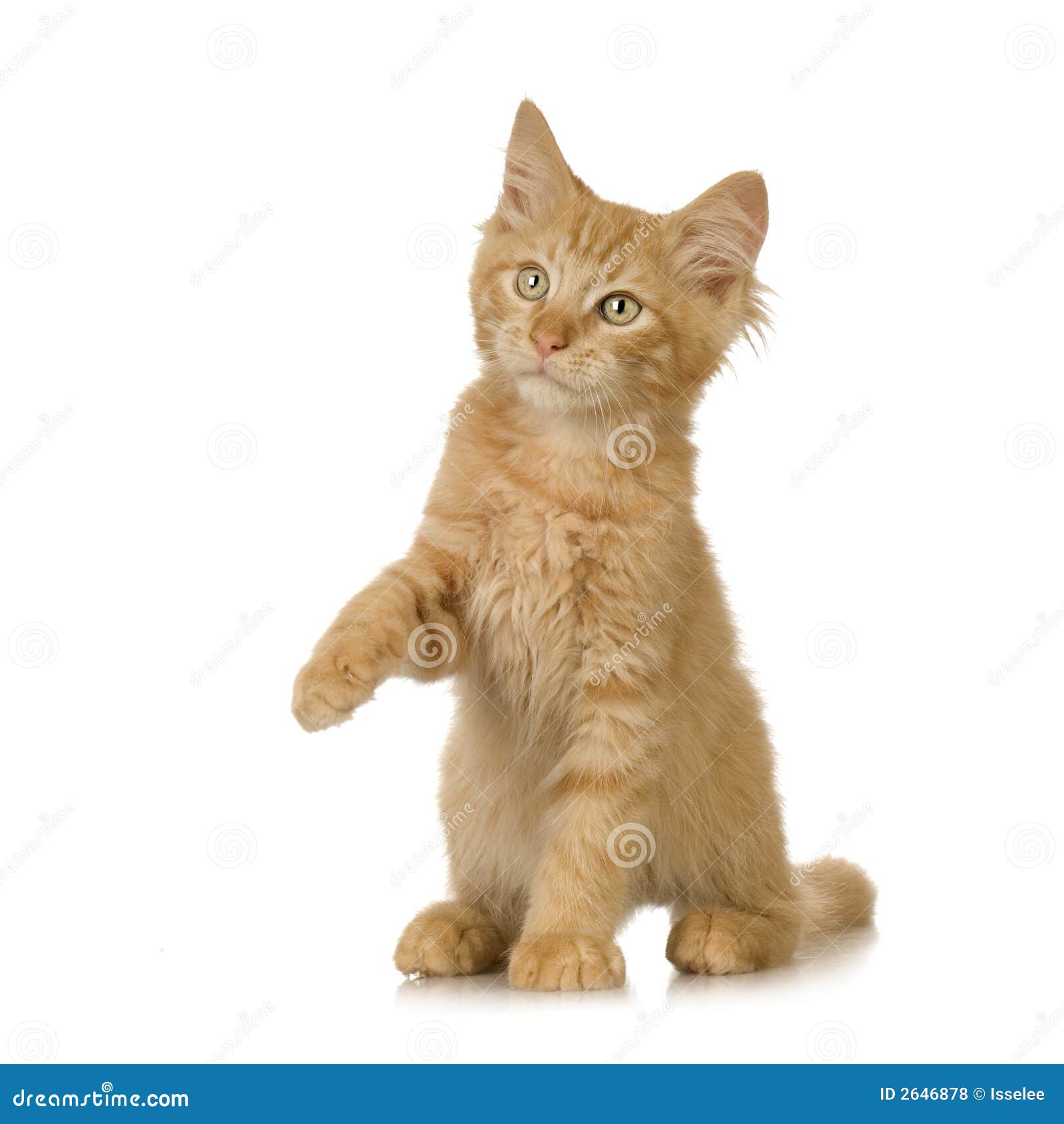 Orange Ginger Tabby And Torbie Tortie Tabby At Table With Plates ...