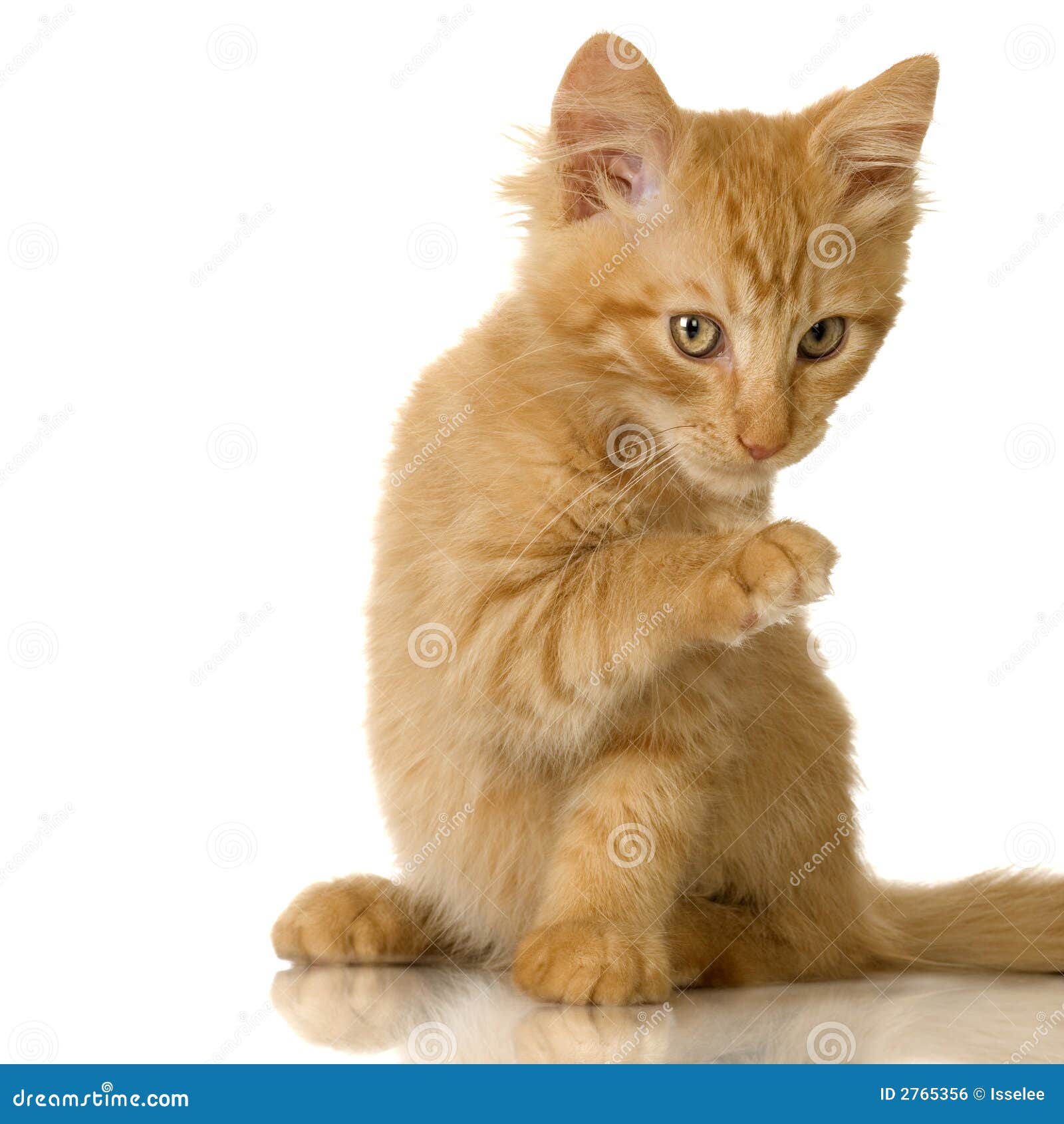 Ginger Cat kitten stock photo. Image of collar, lying - 2765356