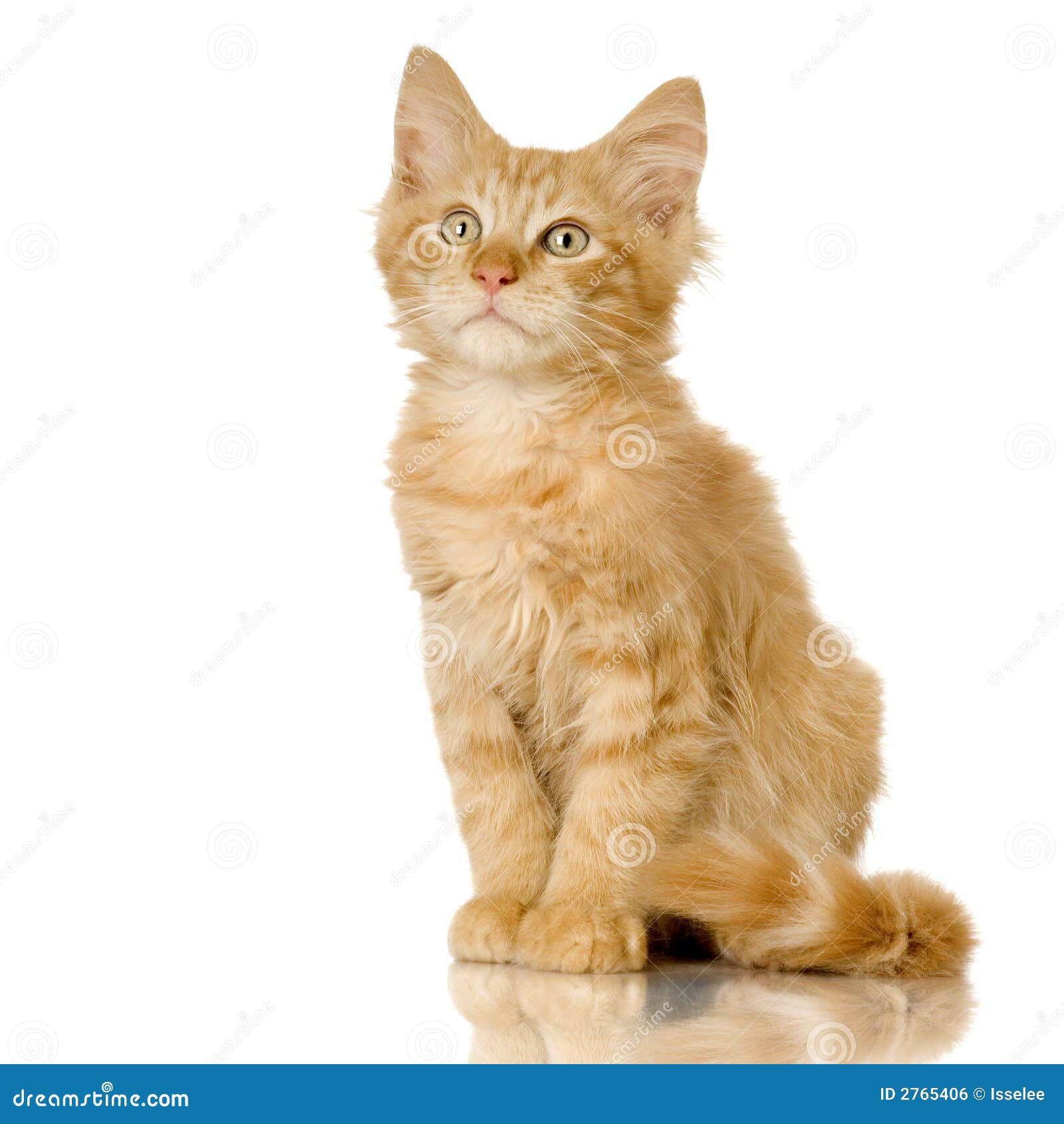 Orange Ginger Tabby And Torbie Tortie Tabby At Table With Plates ...