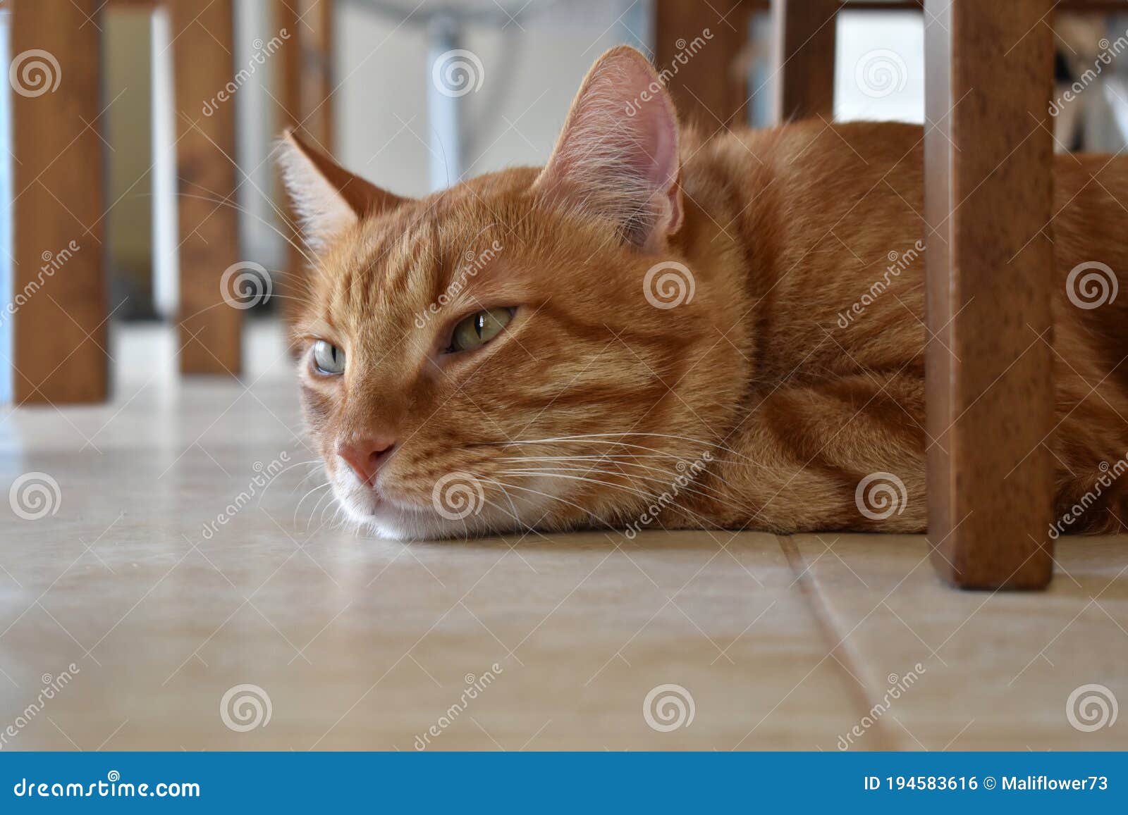Ginger Cat Laying Down on the Floor Under the Table. Stock Photo ...