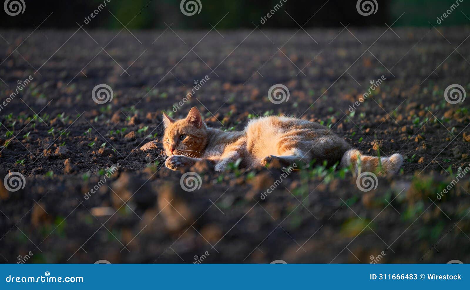 Orange Cat in the Summer Heat Stock Image - Image of ginger, relaxing ...