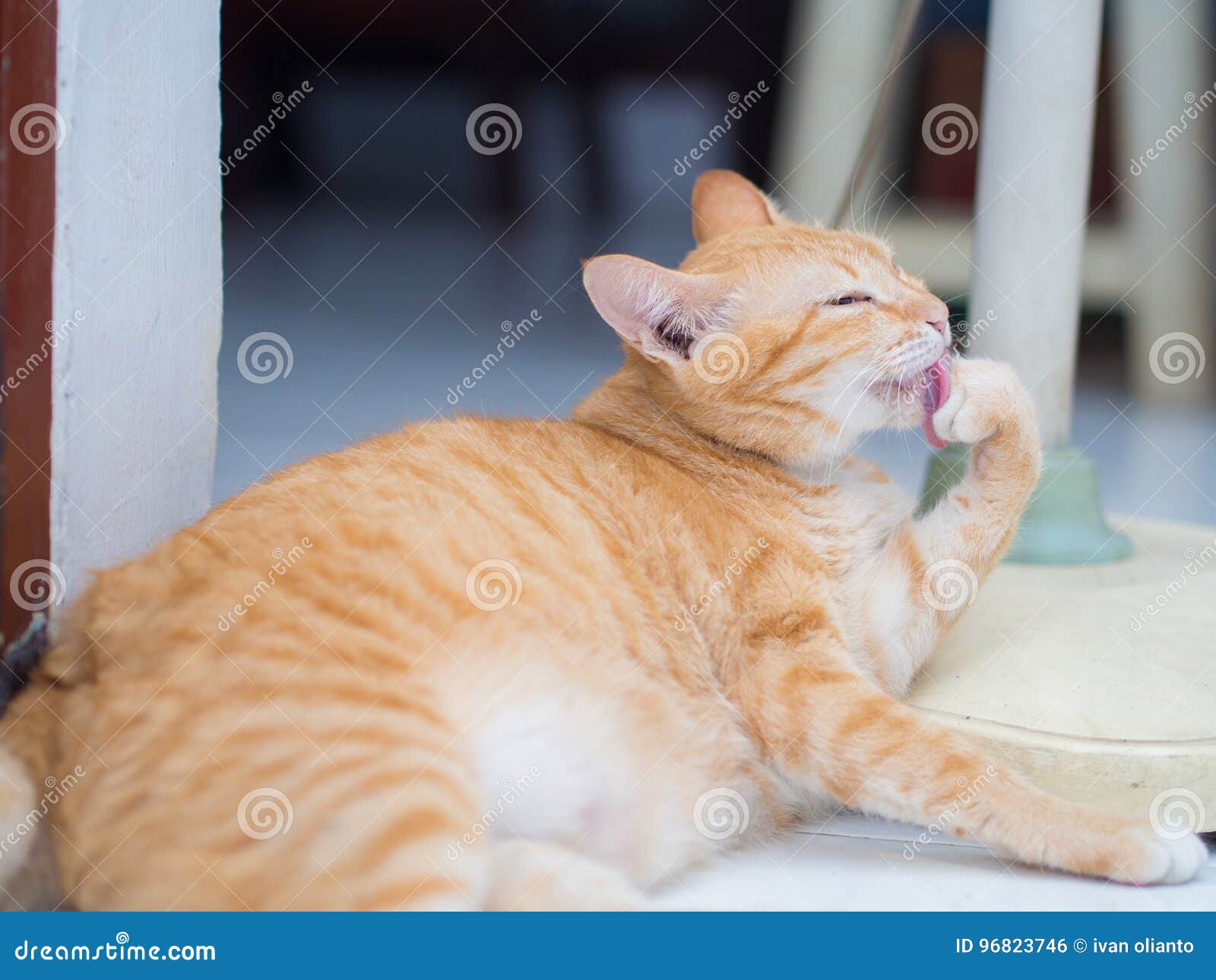 Ginger Cat Licking Its Hand Stock Photo - Image of orange, brown: 96823746