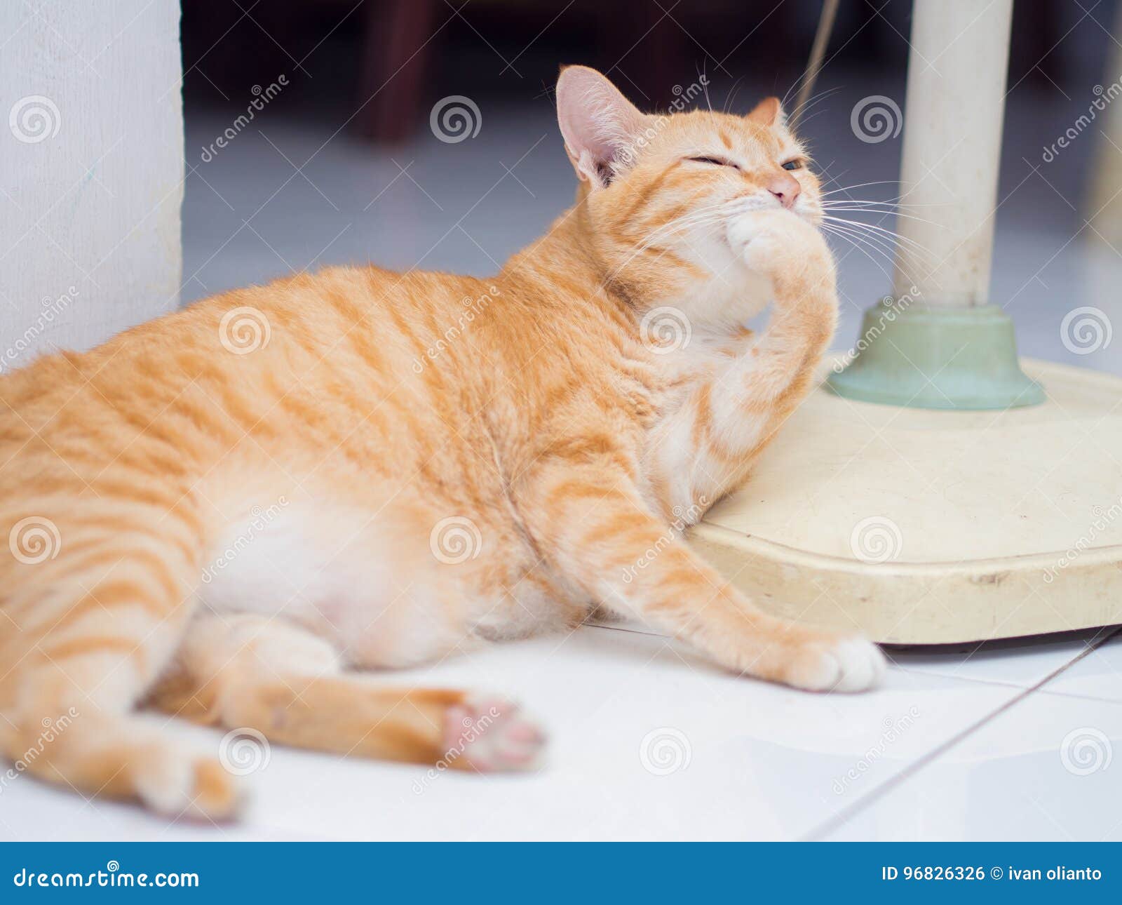 Ginger Cat Licking Its Hand Stock Photo - Image of ginger, pets: 96826326